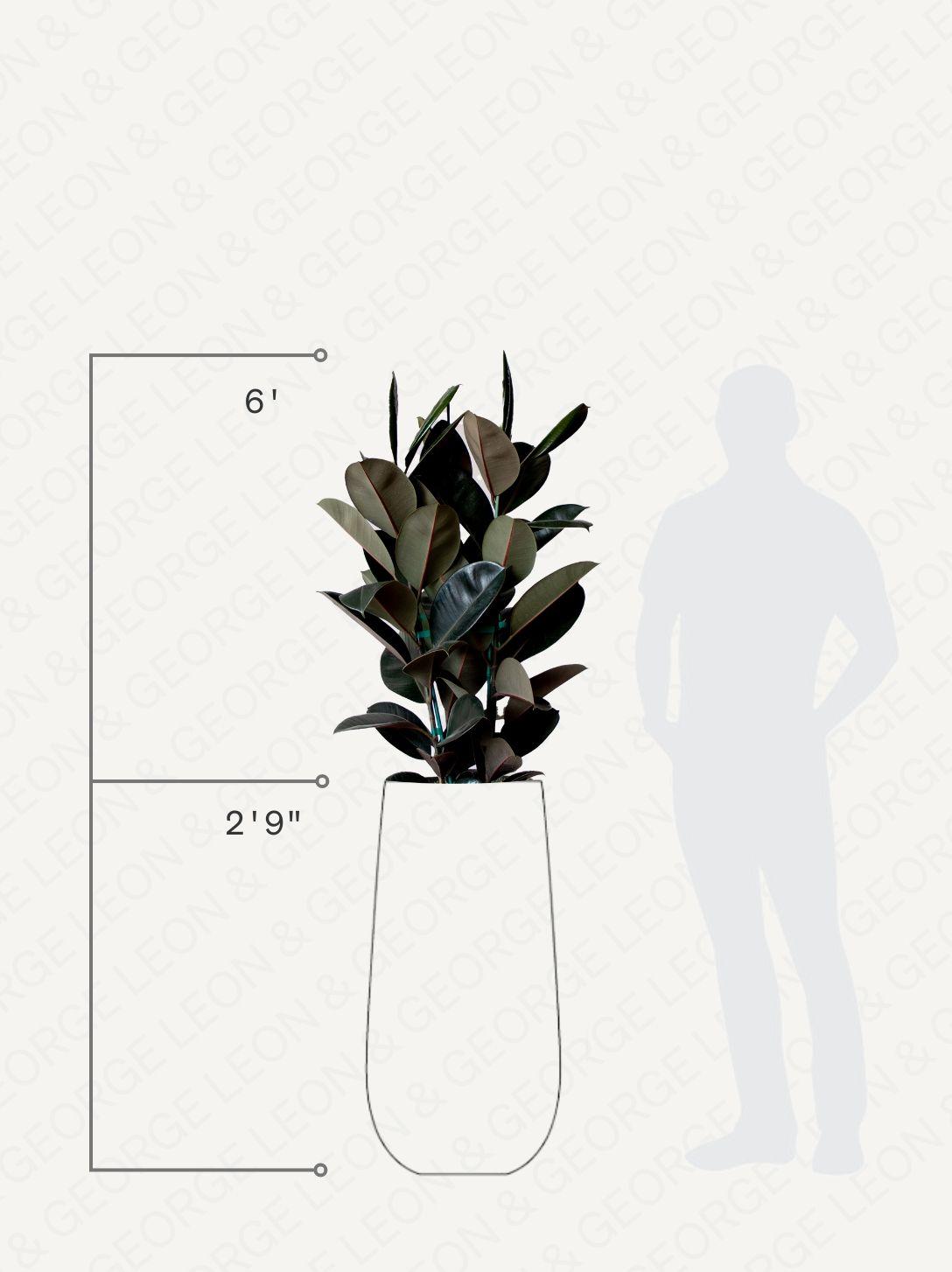 Rubber Tree With Flute Pot Extra Large 6 ft tall, potted plant, shipped ...