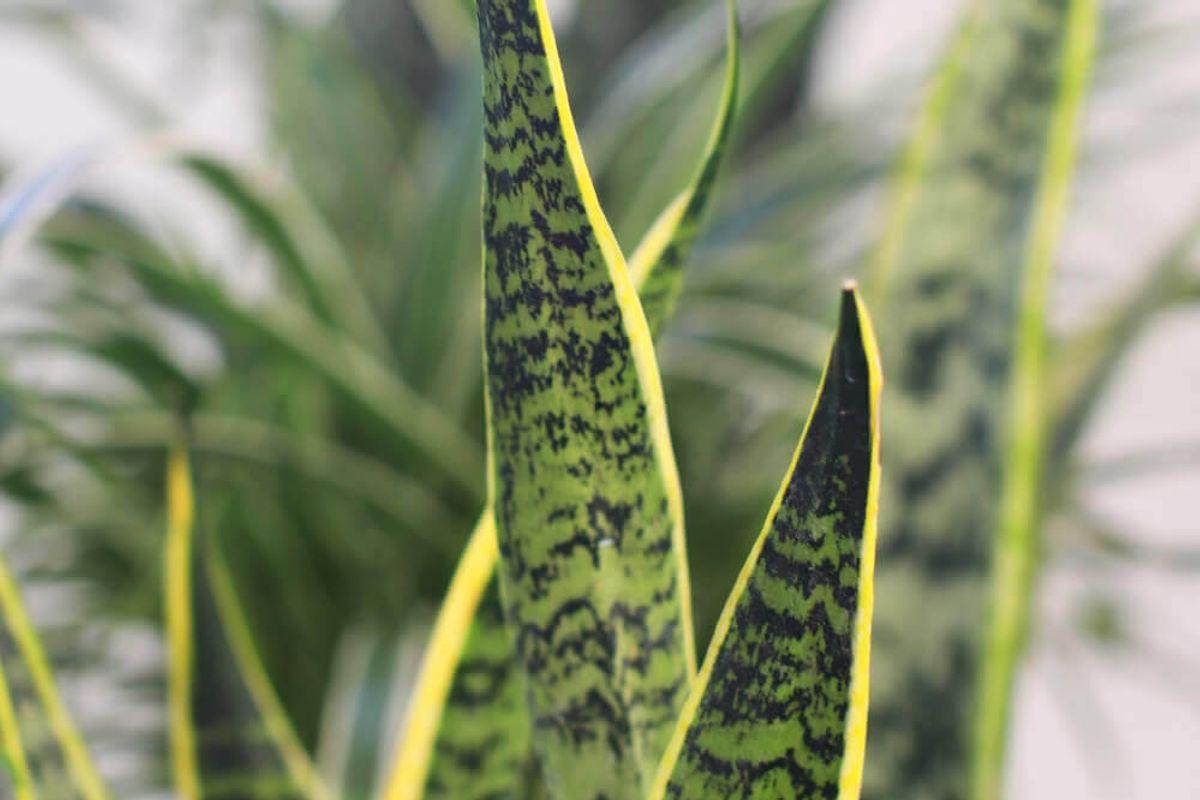 Snake Plant Laurentii Medium (1 - 1½ ft tall) – Midnight Scandinavian ...