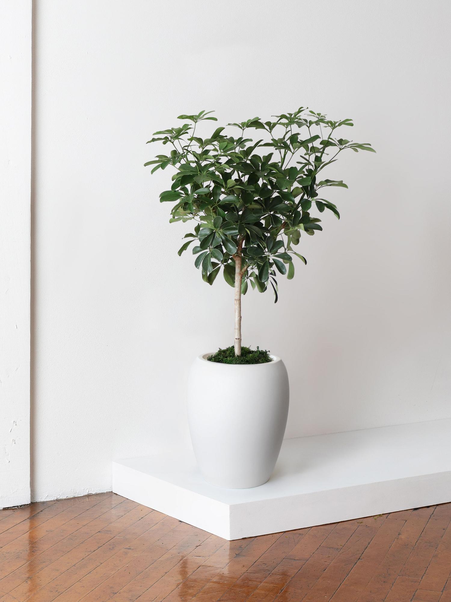 Schefflera Tree With Calix Pot Large 4½ ft tall – Black Calix Pot ...
