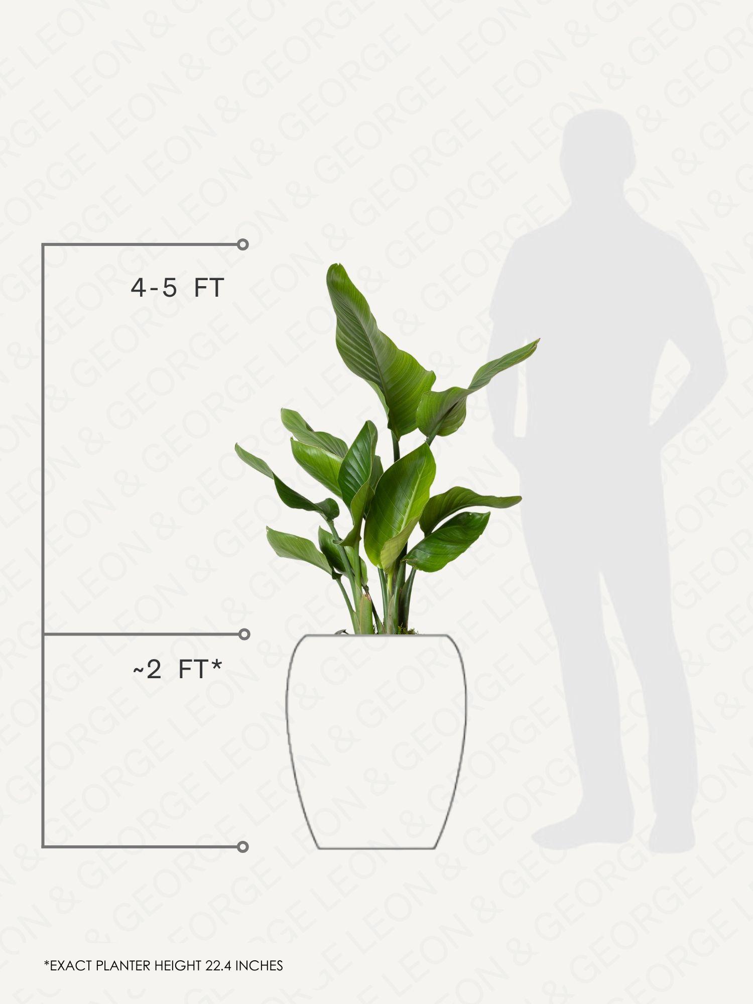 Bird of Paradise With Calix Pot Large 4 - 5 ft tall – White Calix Pot ...