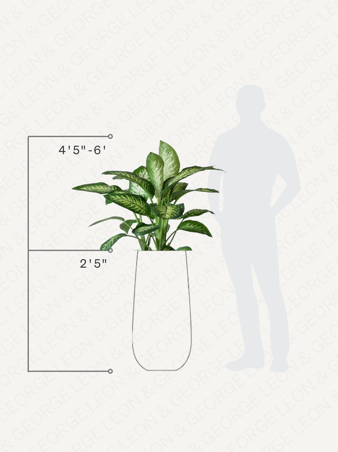 Dieffenbachia Large (4 ½ - 6 ft tall) – White Flute Pot, potted plant ...
