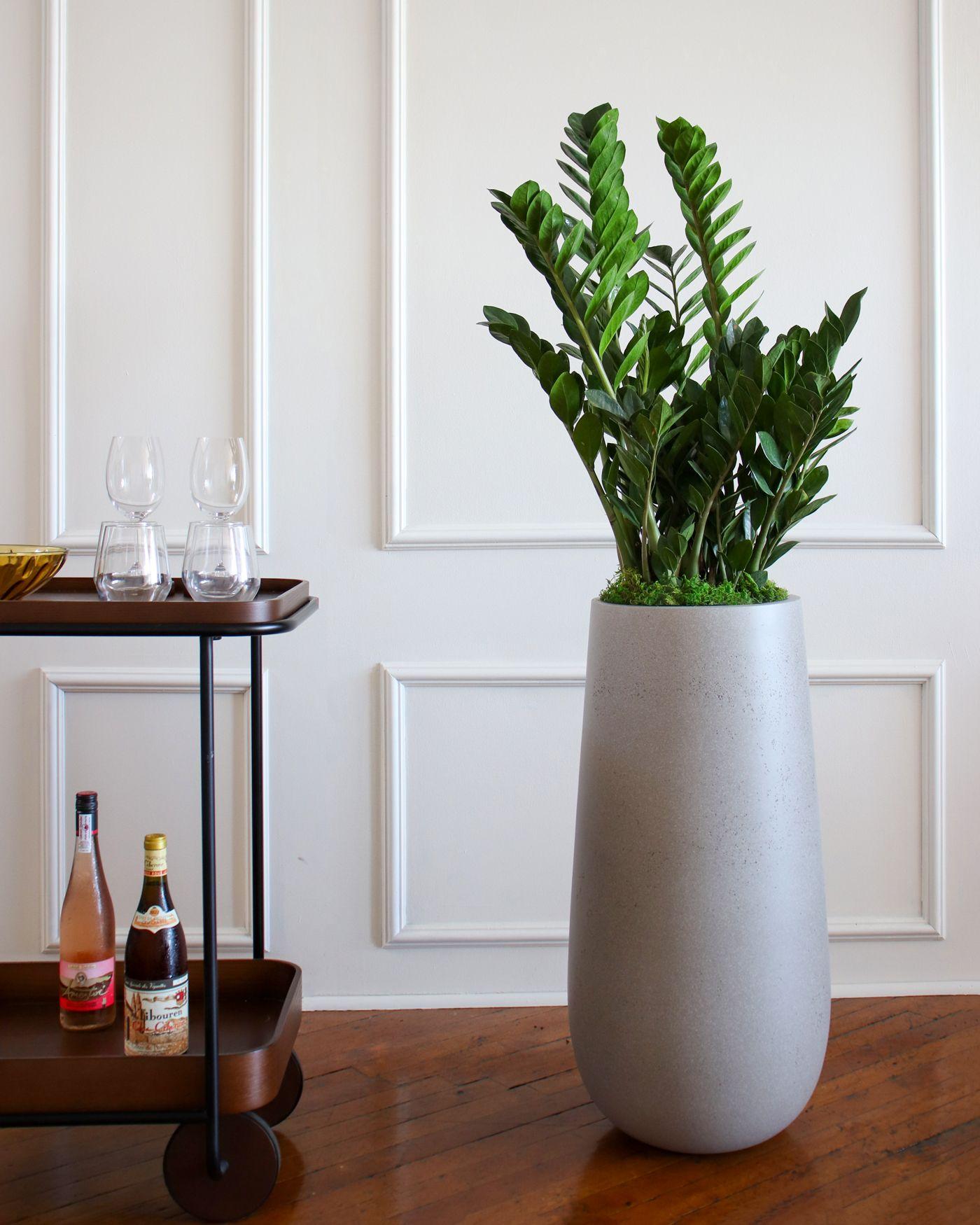 Zanzibar Gem With Flute Pot Large 4 – 4 ½ tall – White Flute Pot ...