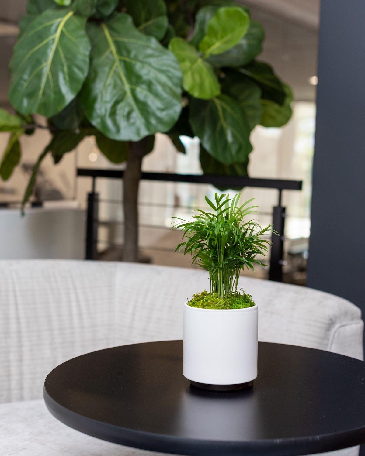 Parlor Palm Small (1 ft tall) – Black Mid-Century Ceramic & Dark Wood ...