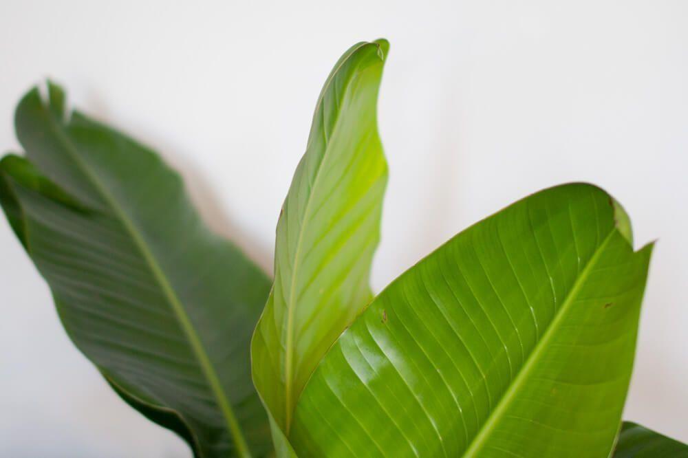 Bird of Paradise With Calix Pot Large 4 - 5 ft tall – White Calix Pot ...