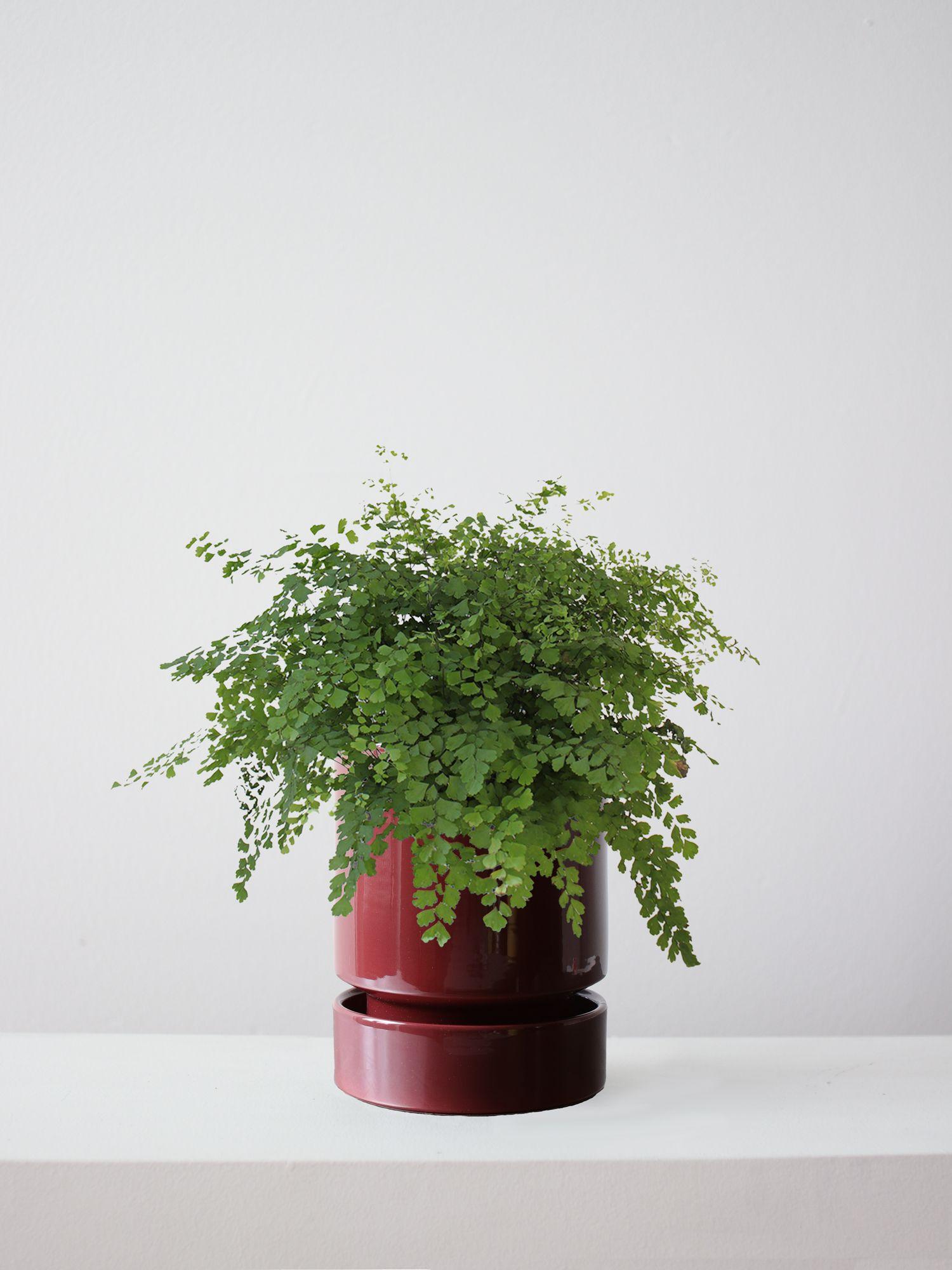 Maidenhair Fern Medium (1½ ft tall) – Mist With Saucer, potted plant ...