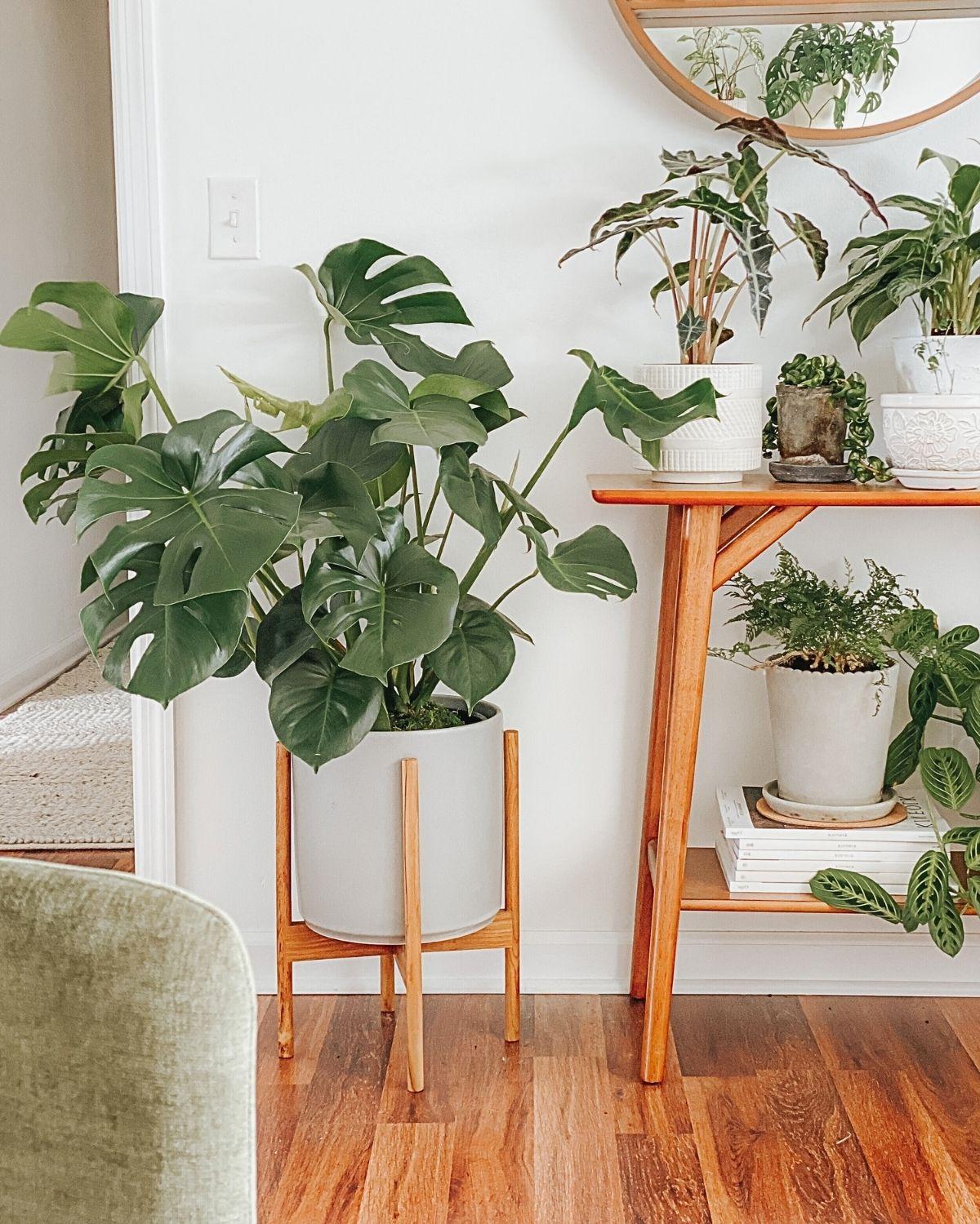 Monstera Deliciosa Large (2 ½ ft tall) – White Mid-Century Ceramic ...