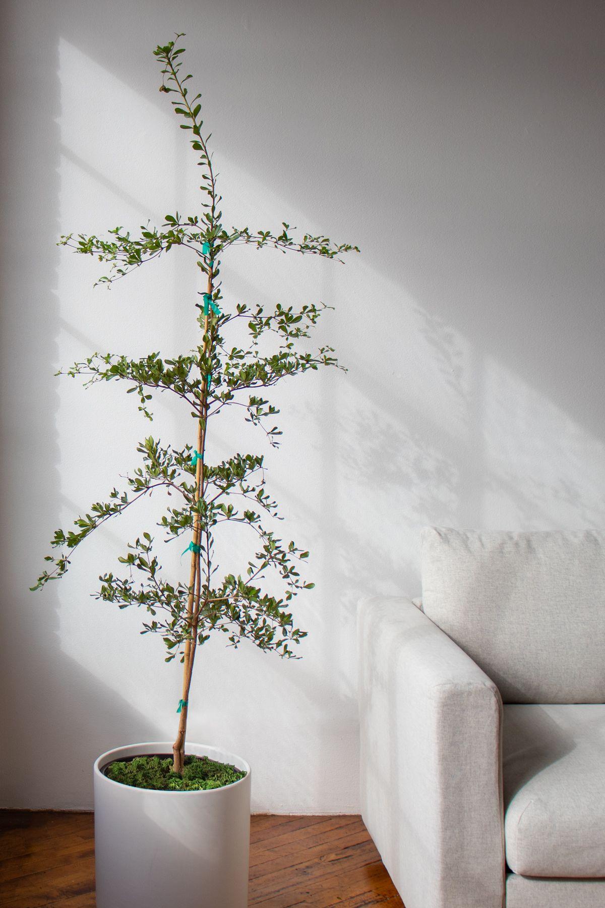 Black Olive Tree With Mid-Century Pot Extra Large 5½-6 ft tall, potted ...