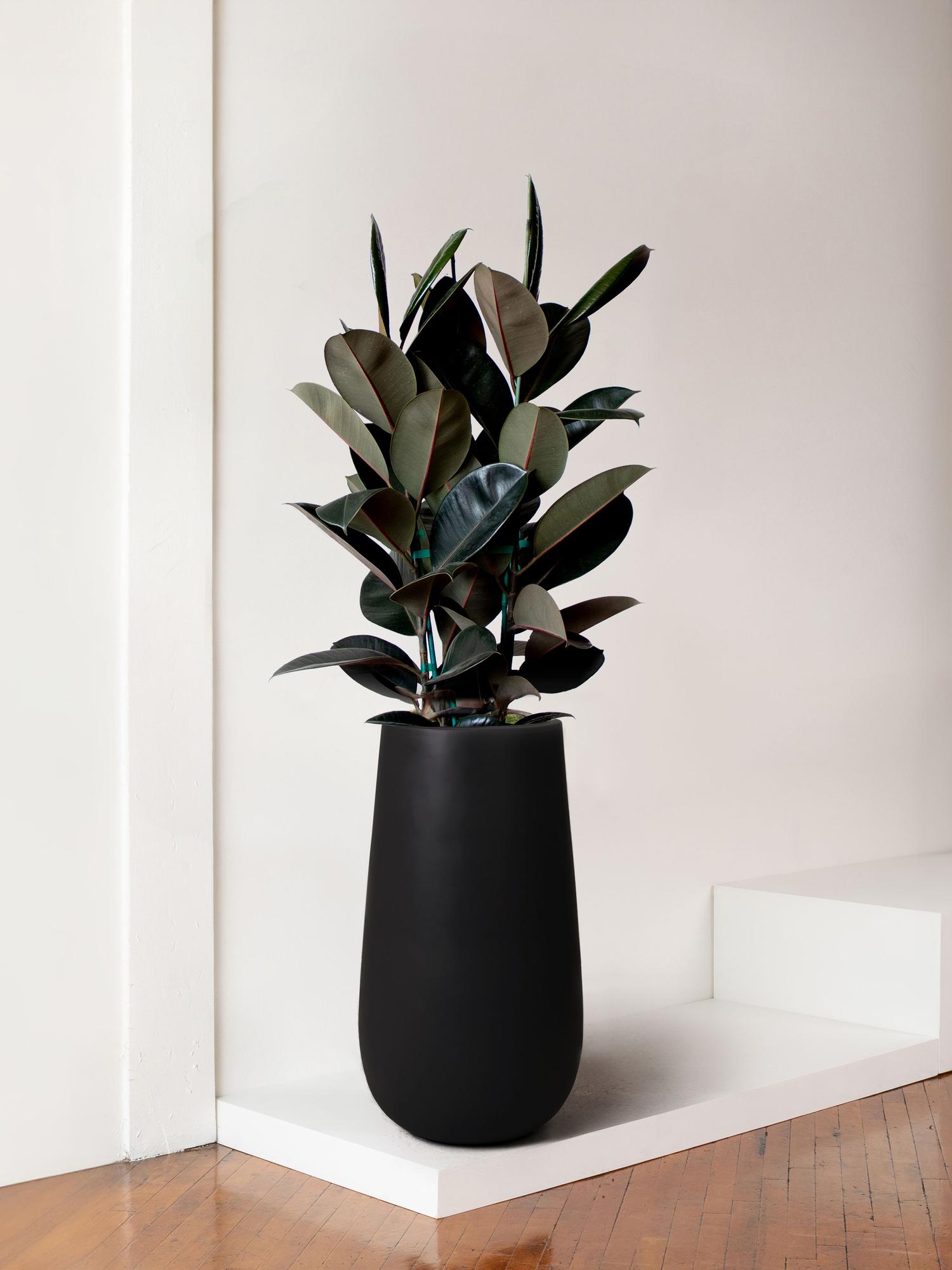 Rubber Tree Extra Large (6 ft tall) – White Flute Pot, potted plant ...
