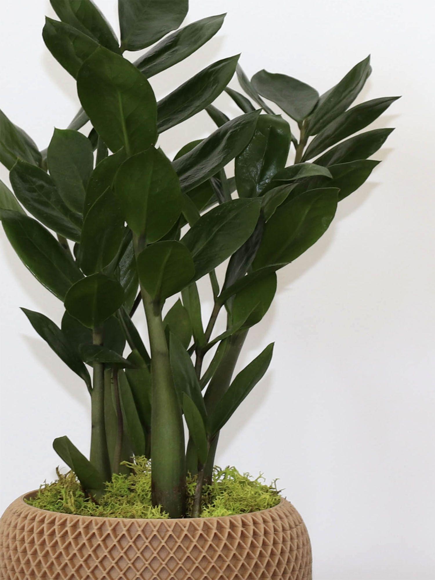 Zanzibar Gem Small 35cm Apple | Premium Indoor Plant Delivery | Léon ...