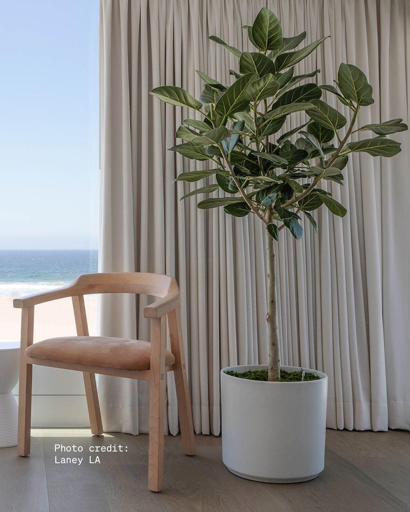 Ficus Audrey Tree With Mid-Century Pot Extra Large 5-6 ft tall, potted ...