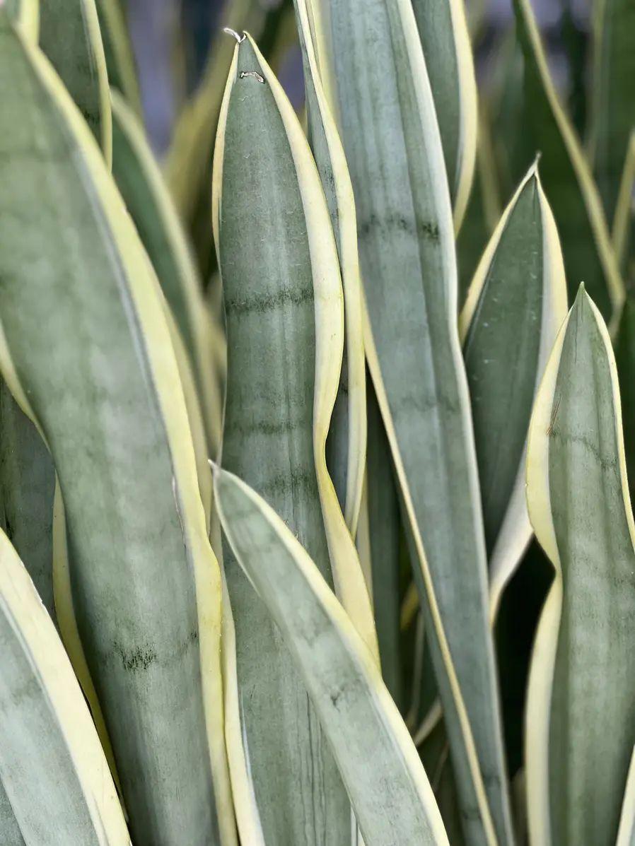 Silver Snake Plant With Foundation Pot Large 3 ½ ft tall | Premium ...