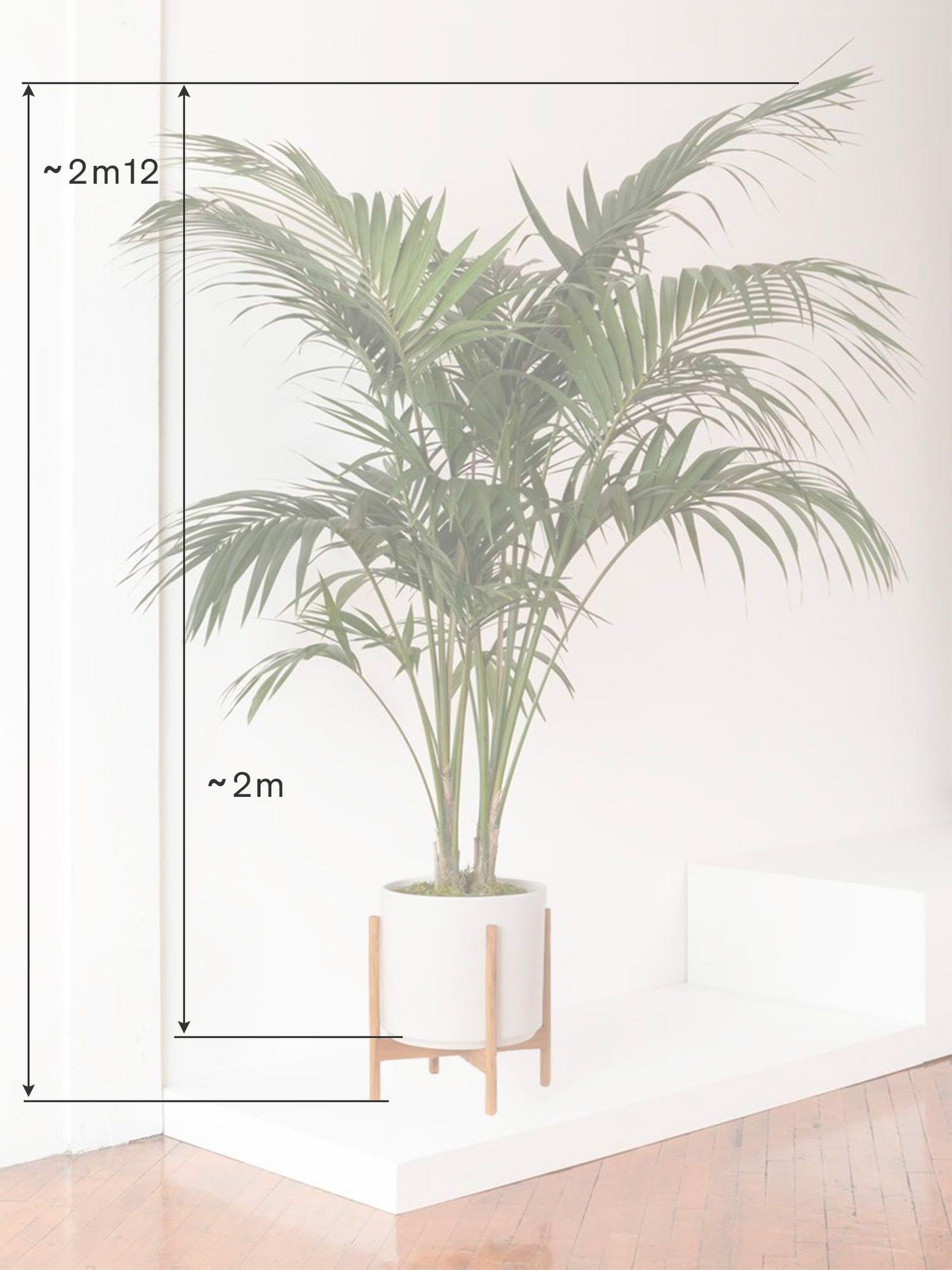 Palmier Kentia Extra Large 2m Mid-Century – Le 36 - Velvet blanc mid ...