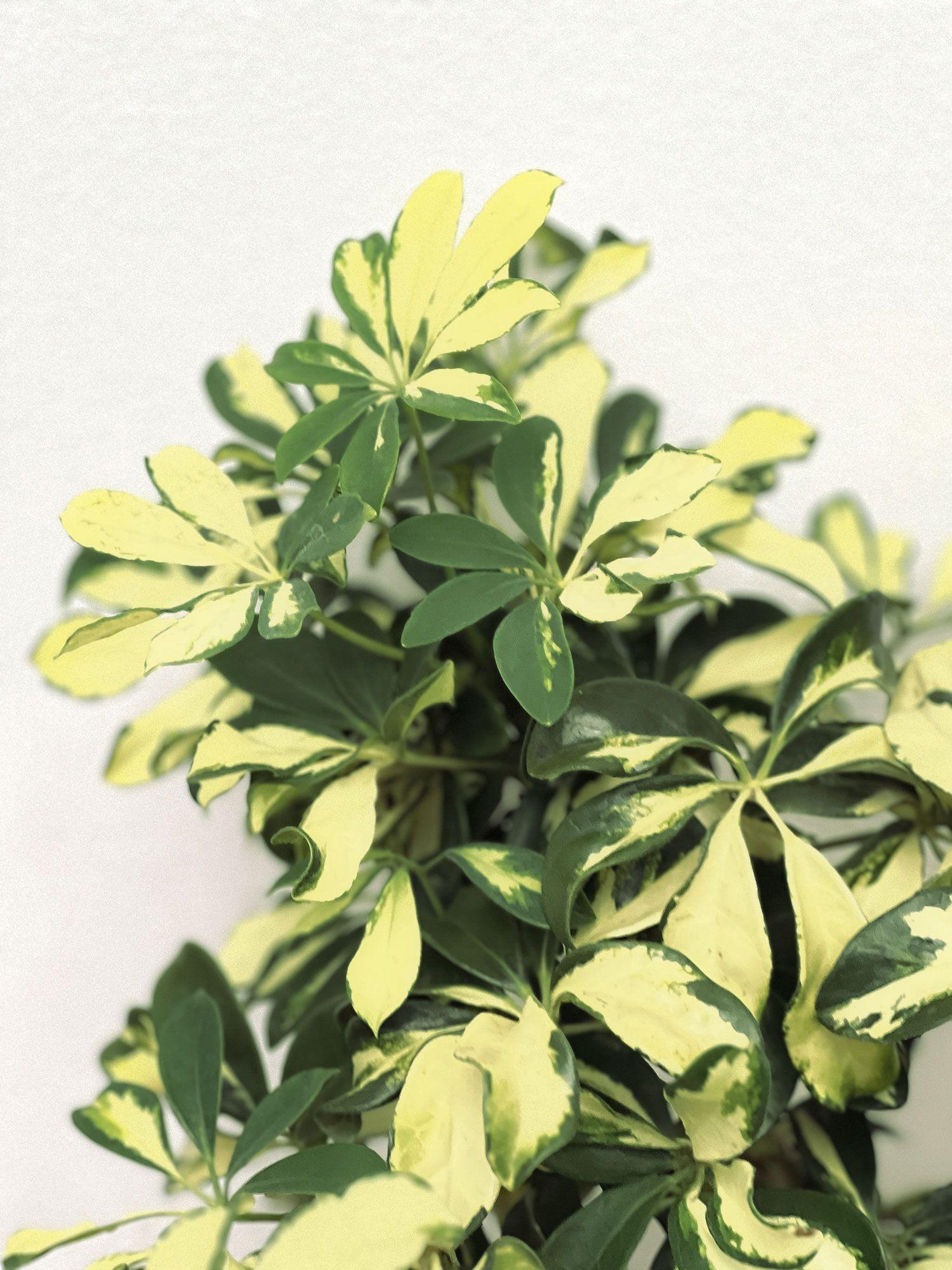 Schefflera Gold Capella - Nouvelle With Nouvelle Pot Large 2½ – 3 ft ...