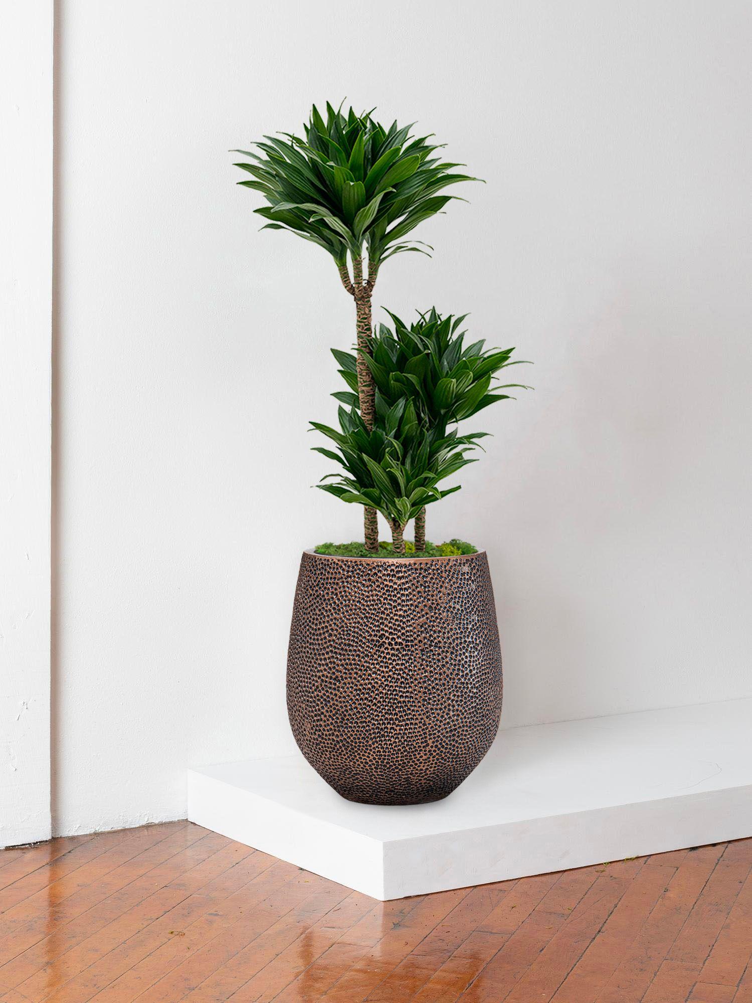 Dracaena Fragrans Compacta Large 1m20 Dune | Premium Indoor Plant ...