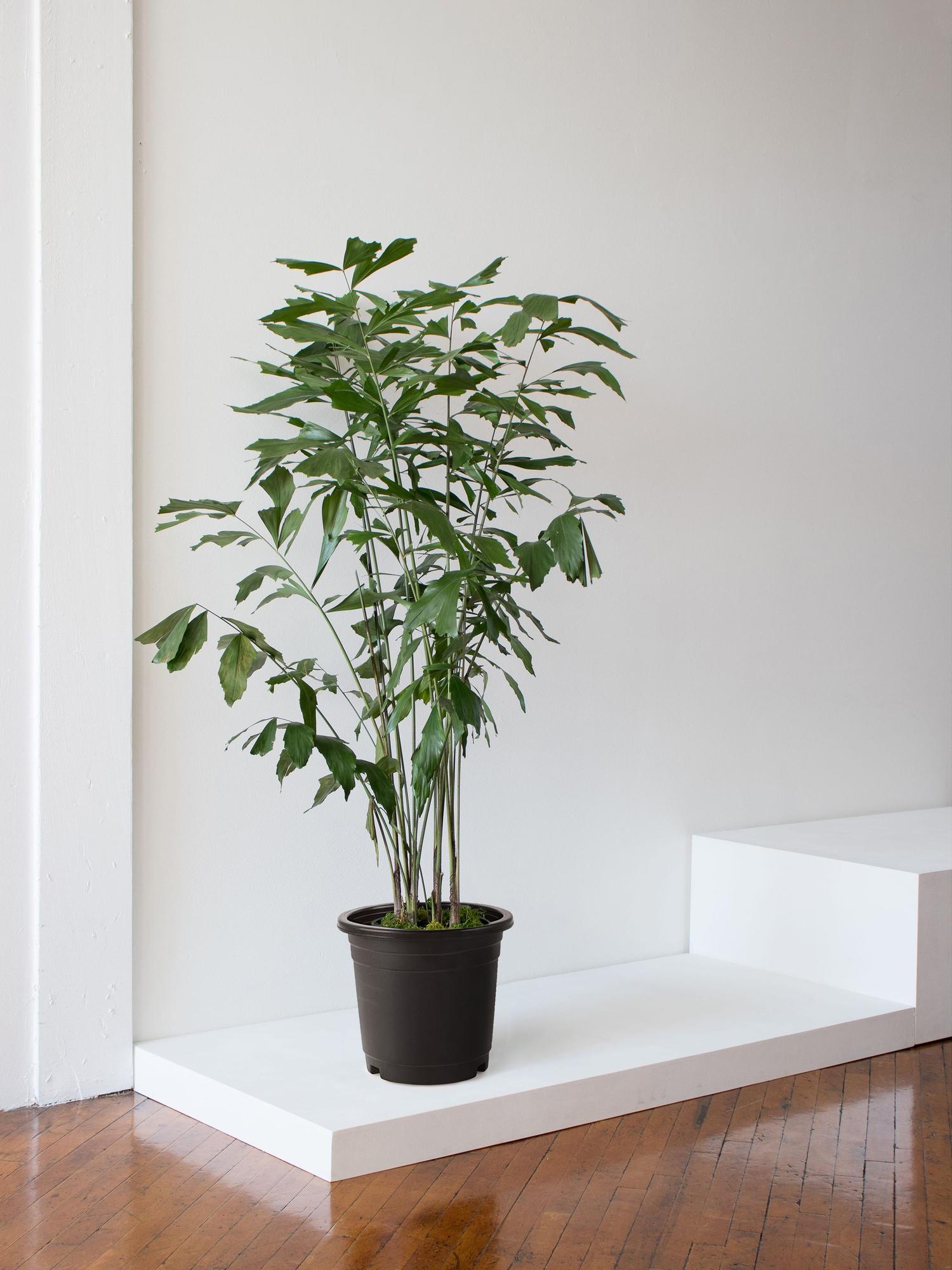 Fishtail Palm With Nursery Pot Extra Large 5-6 1/2 ft tall, potted ...