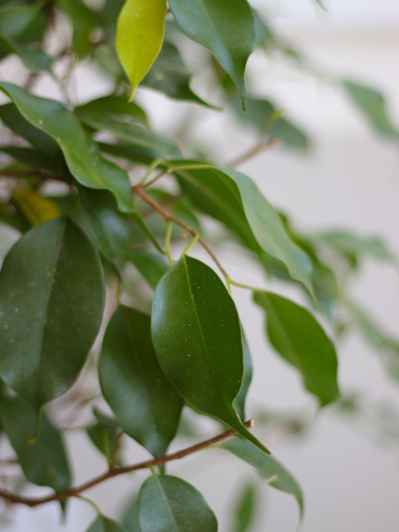 Ficus Benjamina With Mid-Century Pot Extra Large 4 ft tall – White Mid ...