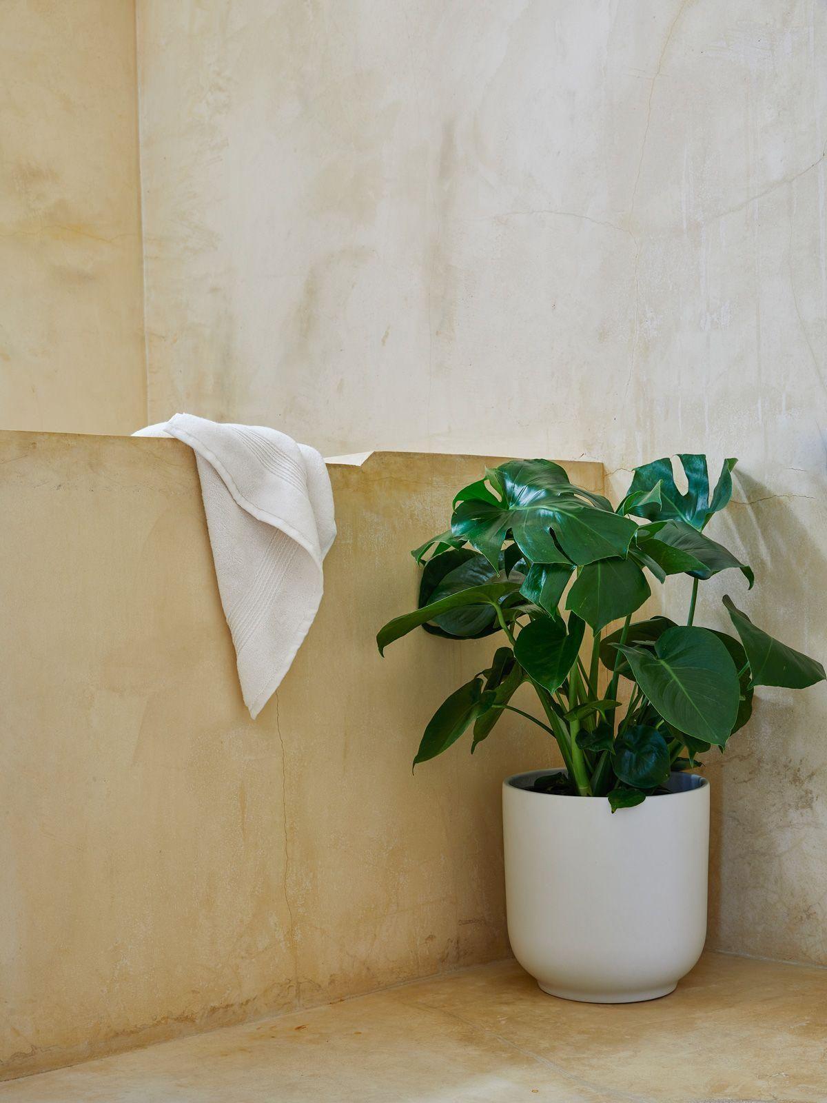 Monstera Deliciosa Large (2 ½ ft tall) – Gray Nouvelle Ceramic, potted ...