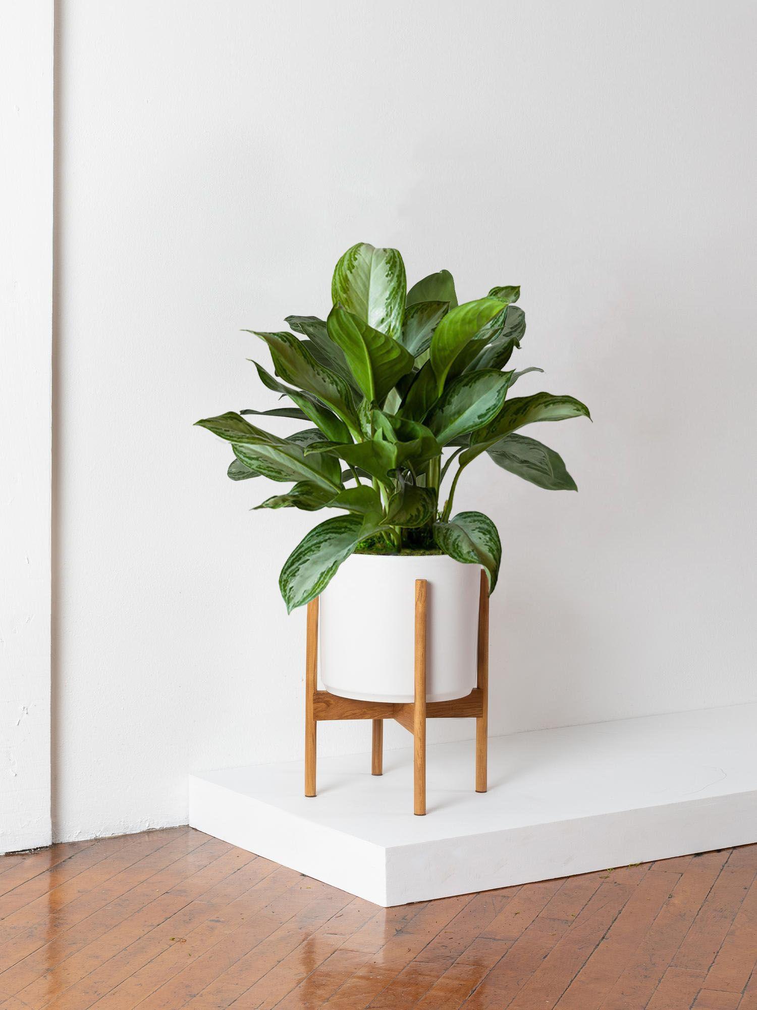 Silver Evergreen Large 70cm Mid-Century, potted plant, shipped by Léon ...