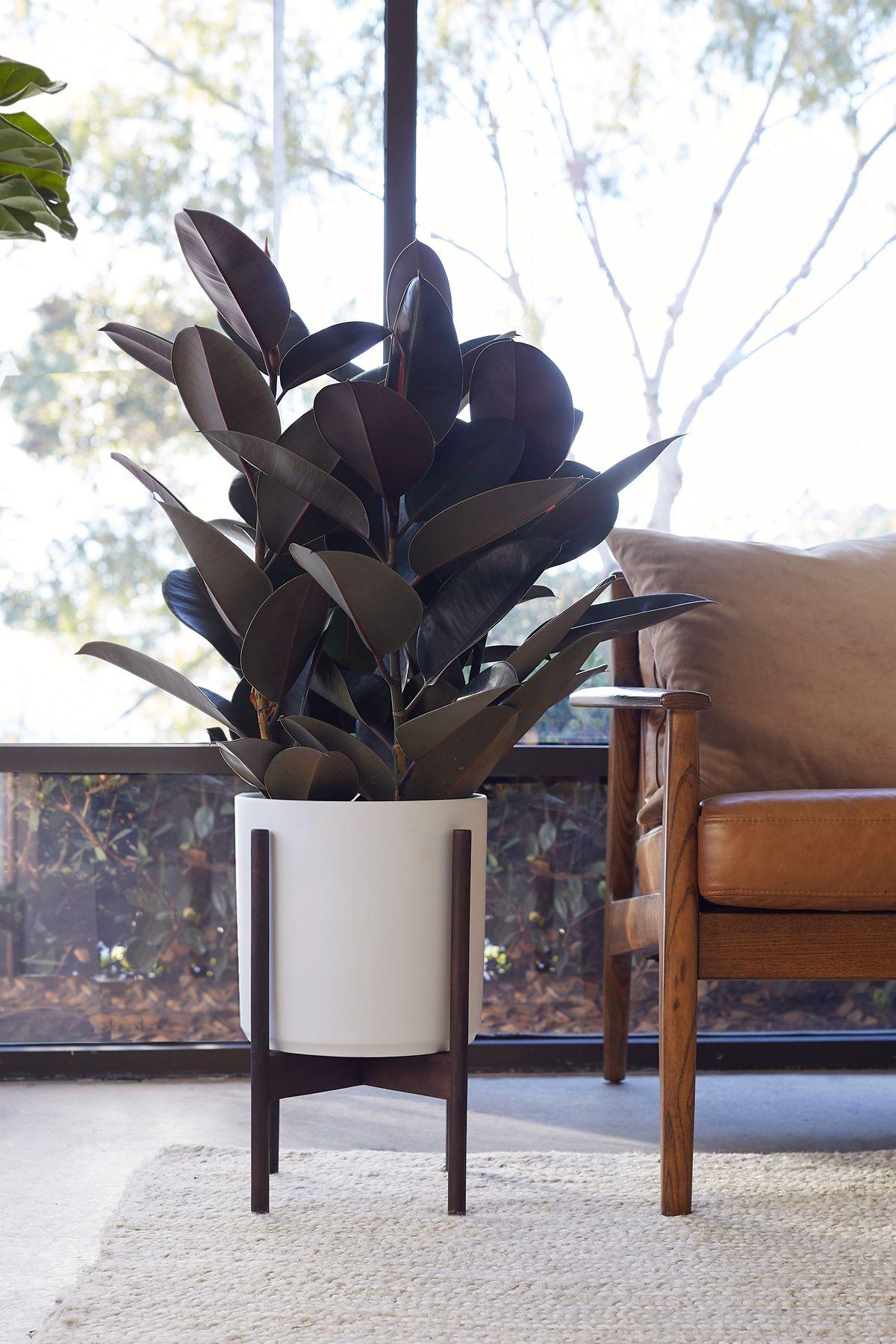 Rubber Tree With Mid-Century Pot Extra Large 4 FT TALL, potted plant ...