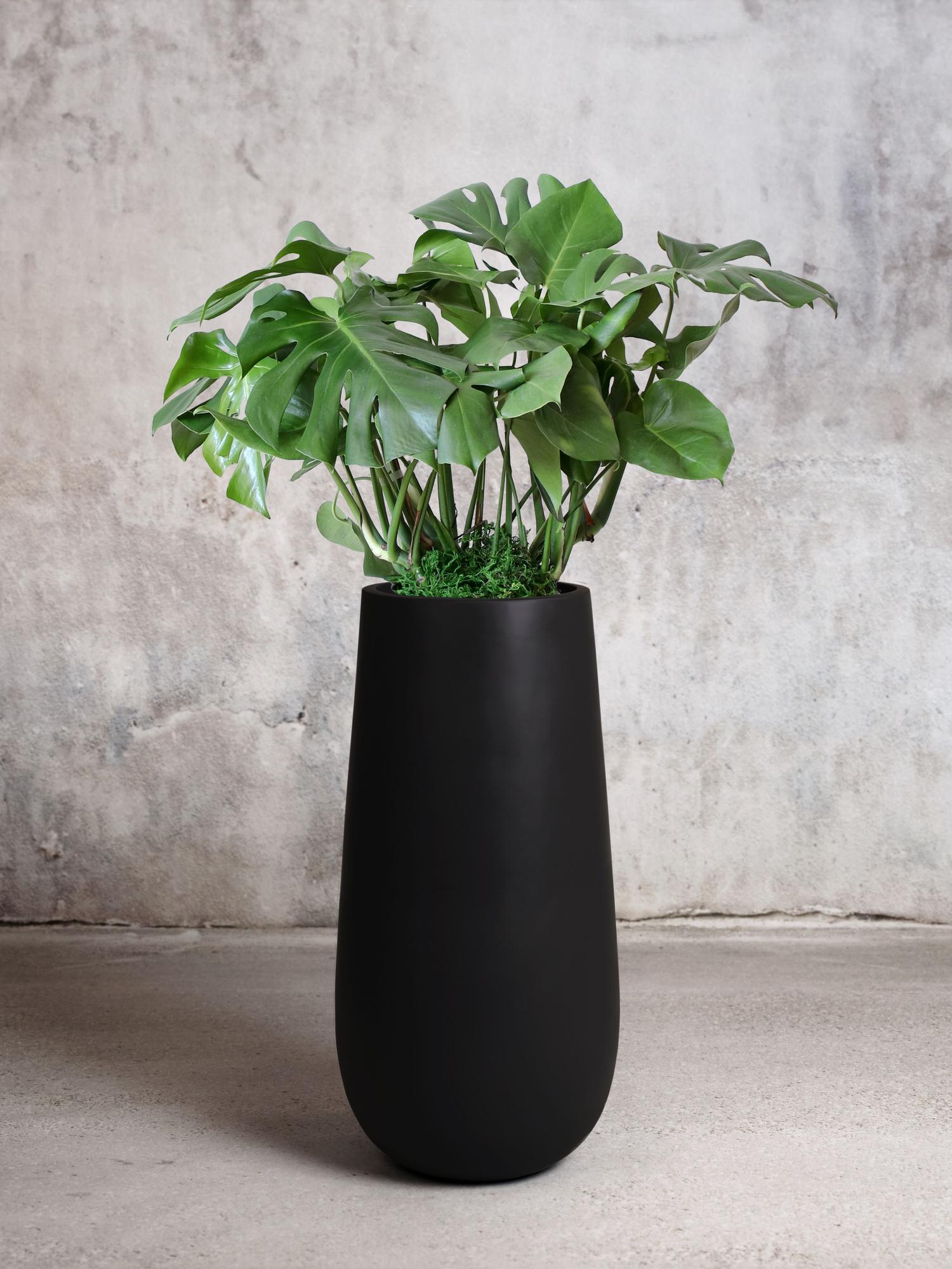 Monstera Deliciosa Large (4 ft tall) – White Flute Pot, potted plant ...
