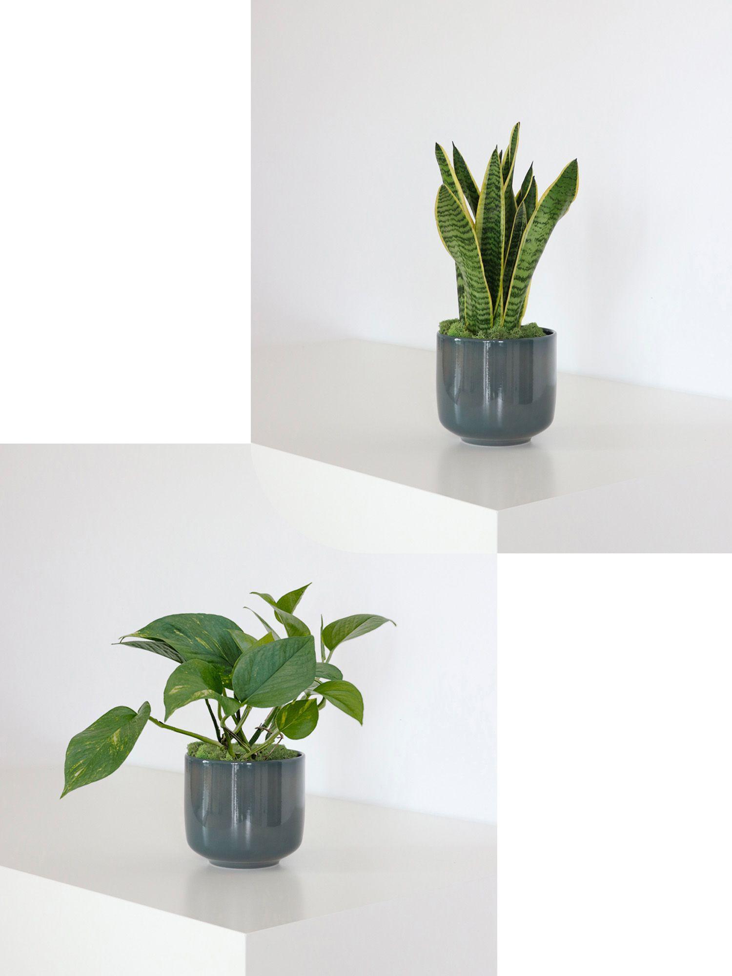 Duo Pothos Cascade X Sansevieria Laurentii Small 35cm / 40cm Curvy ...
