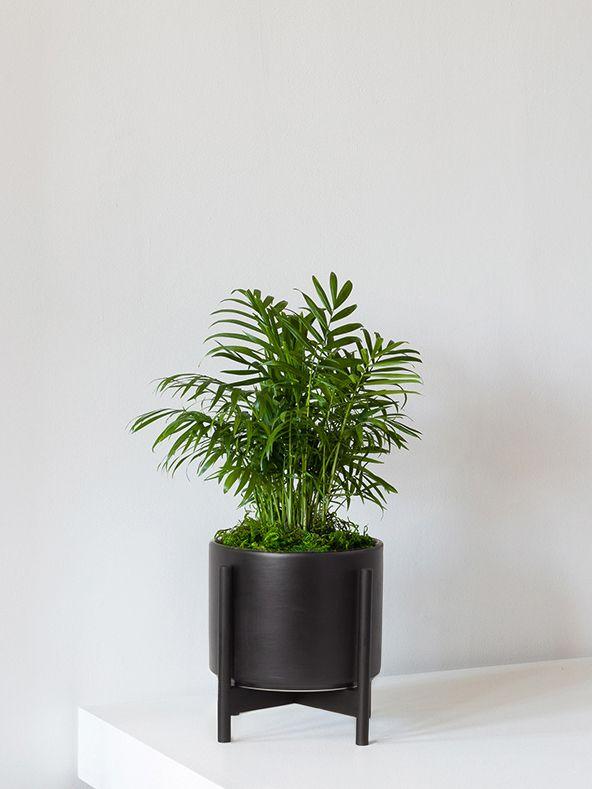 Parlor Palm With Mid-Century Pot Medium 1 ½ ft tall, potted plant ...