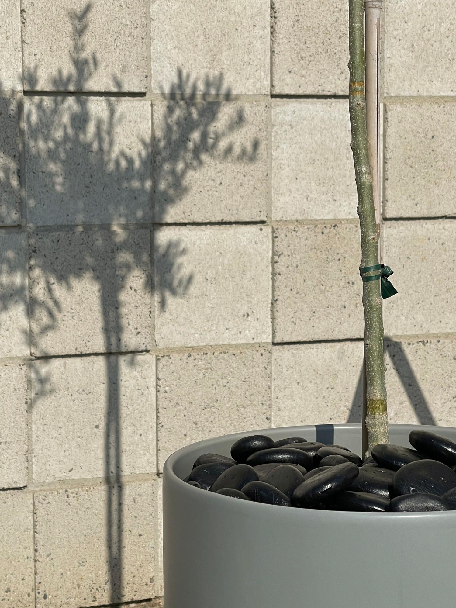 Topiary Olive Tree With Mid-Century Pot Large 3 ft tall | Livraison ...