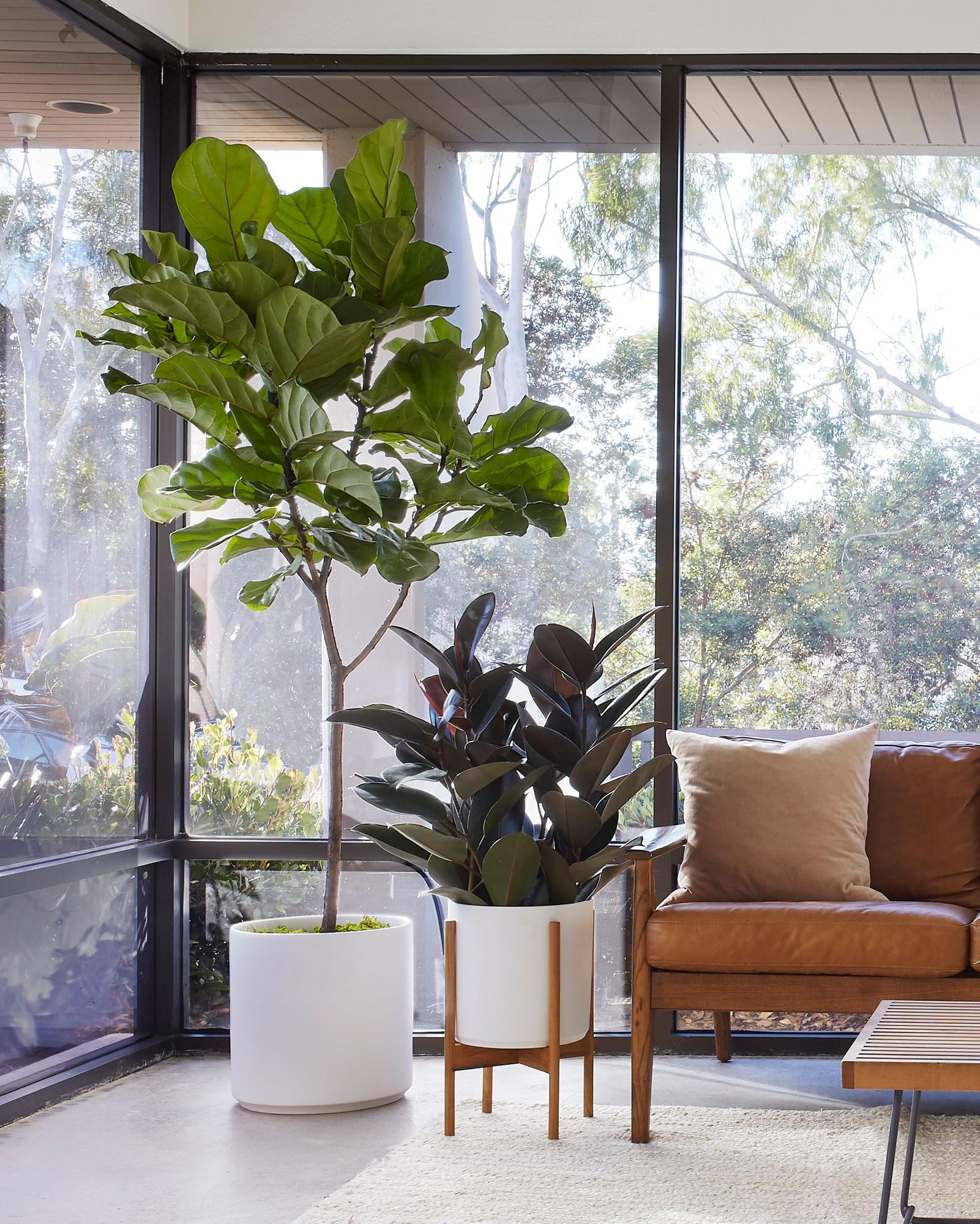Fiddle Leaf Fig Tree With Mid-Century Pot Extra Large 5 ½ - 6 ½ ft tall ...