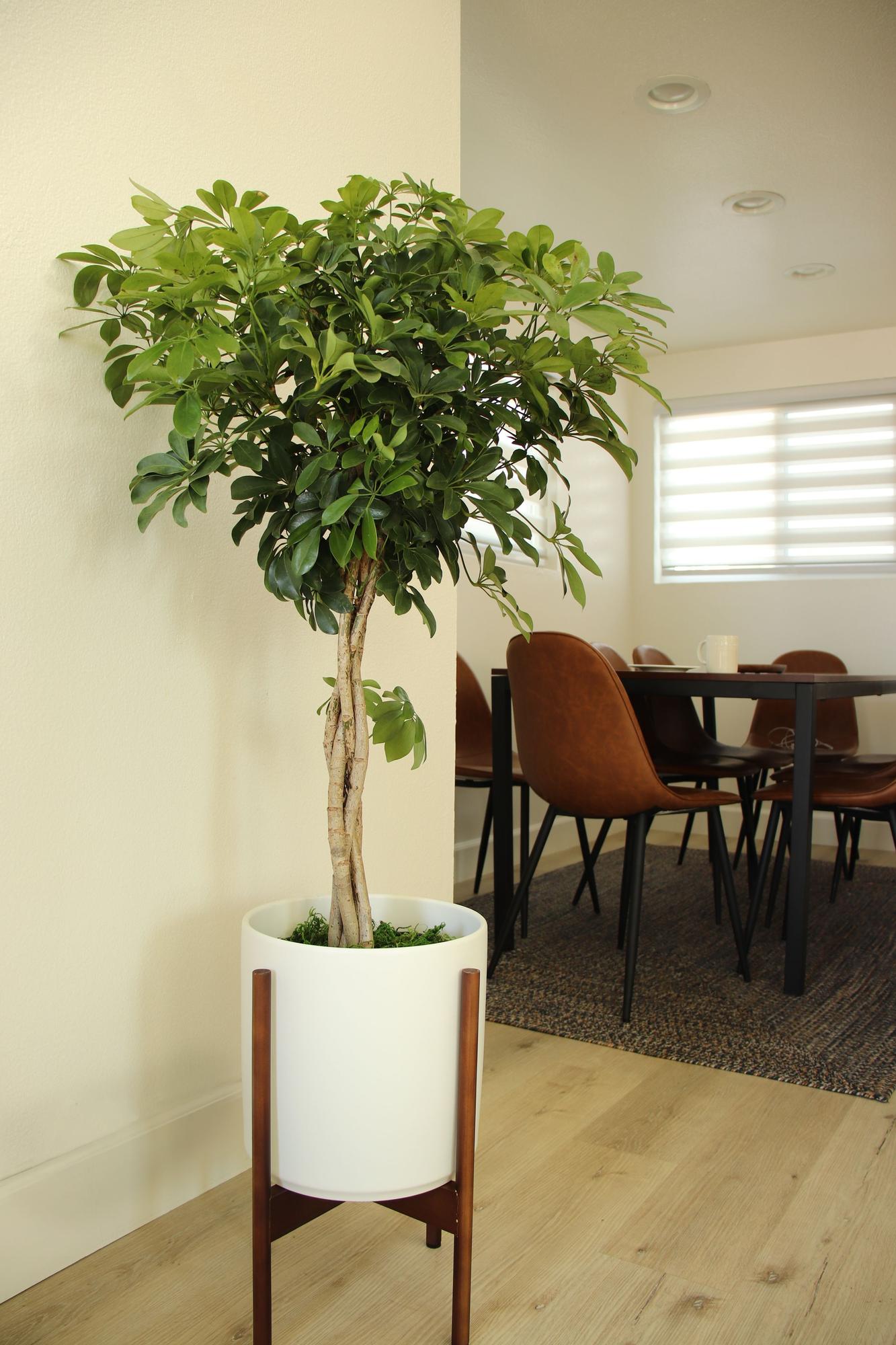Braided Schefflera Tree With Mid-Century Pot Large 3.5 ft tall, potted ...