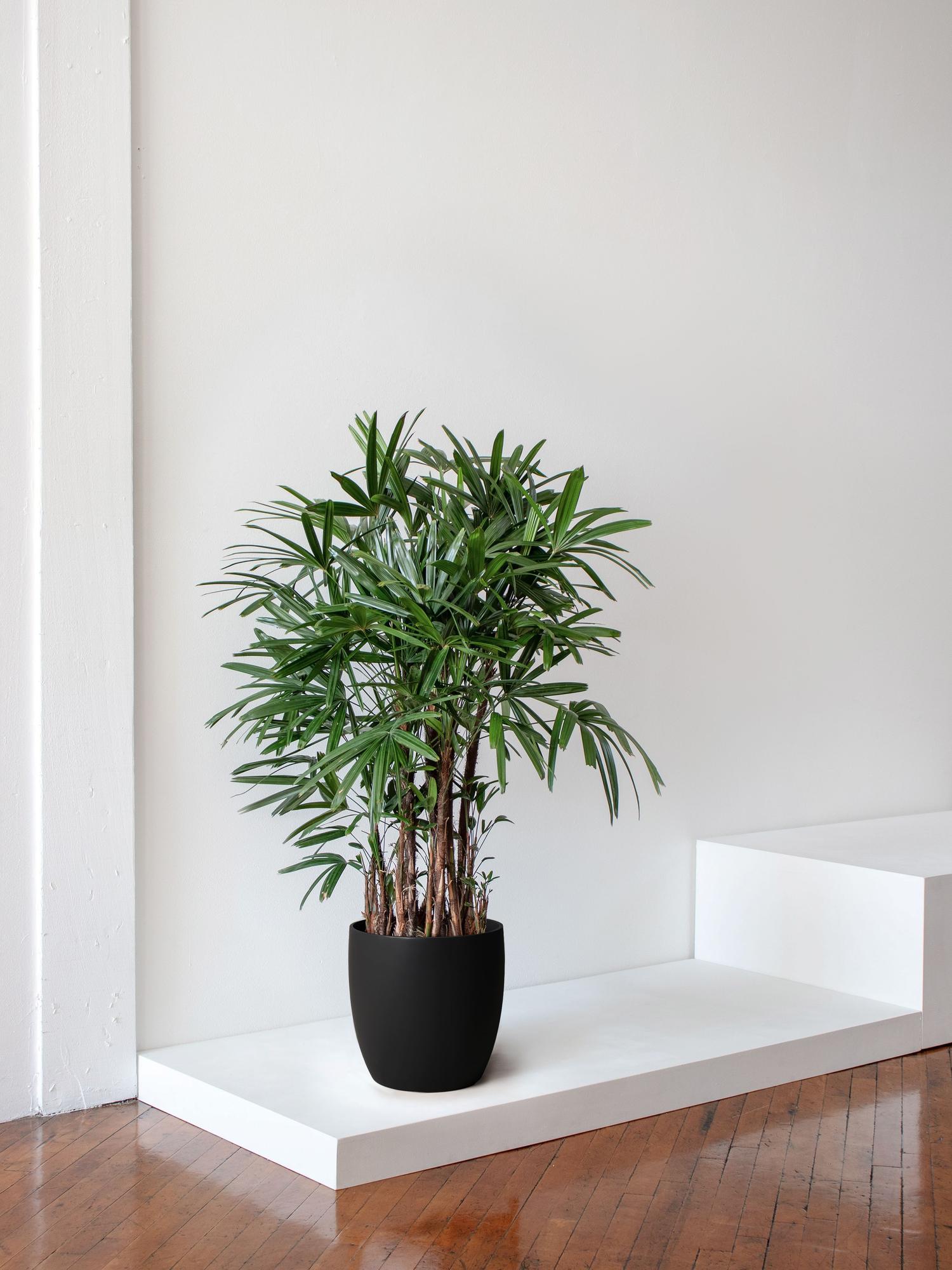 Lady Palm With Mediterra Pot Extra Large 4 ft tall – Black Mediterra ...