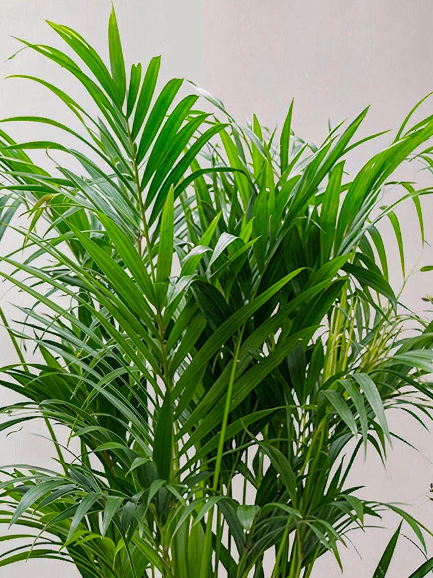 Palmier Kentia Extra Large (2m30) Dune – Le 38 - Dune cuivre ...