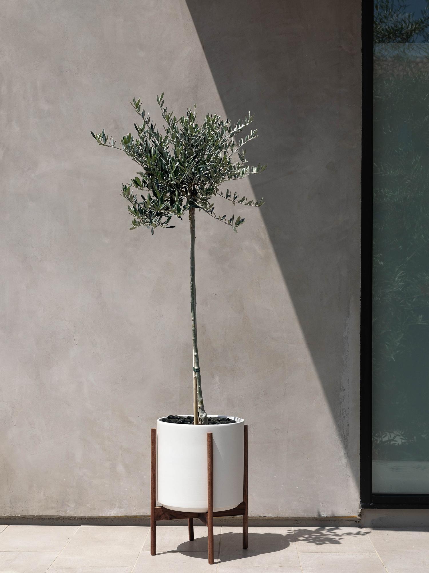 Topiary Olive Tree With Mid-Century Pot Large 3 ft tall, potted plant ...