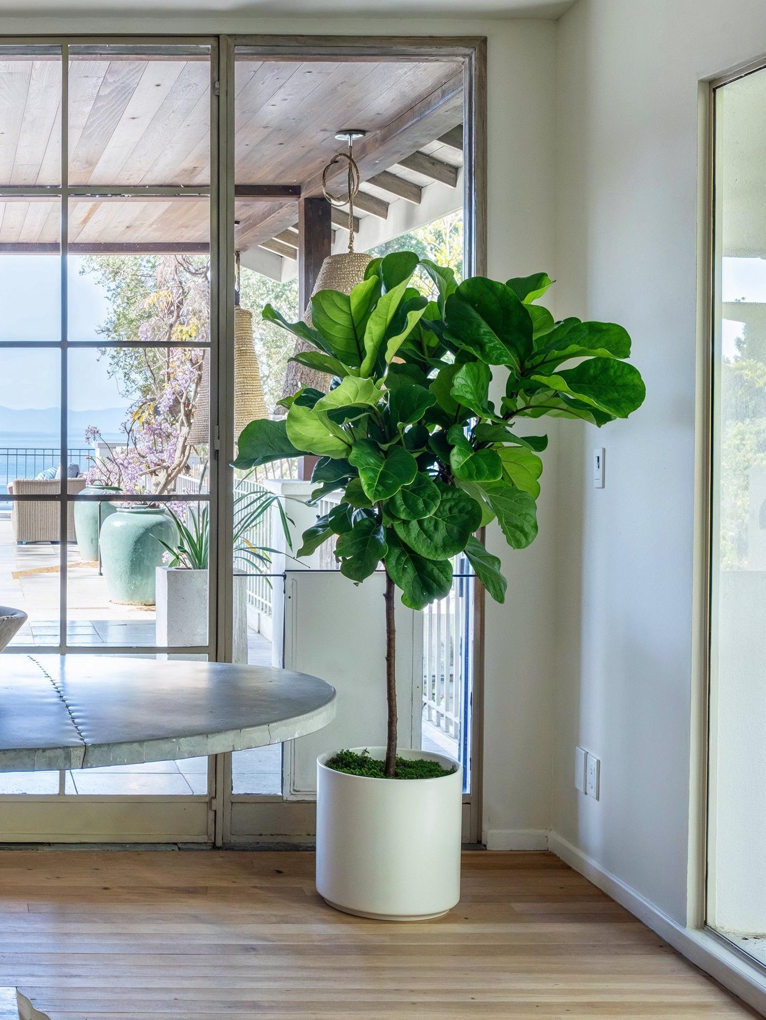 Fiddle Leaf Fig Tree With Mid-Century Pot Extra Large 5 ½ - 6 ½ ft tall ...