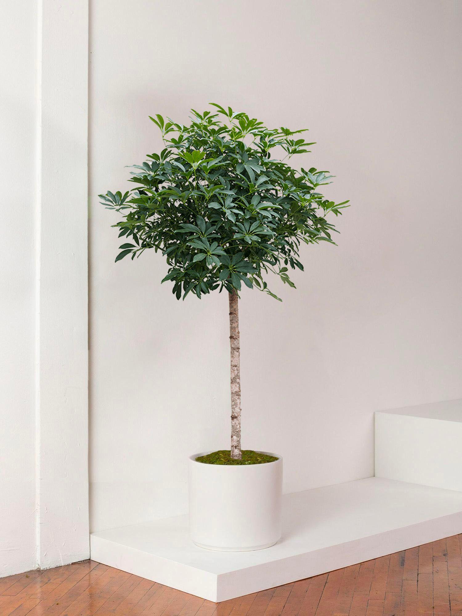 Arbre Schefflera Extra Large 1m80 Mid-Century – Le 36 - Velvet blanc ...