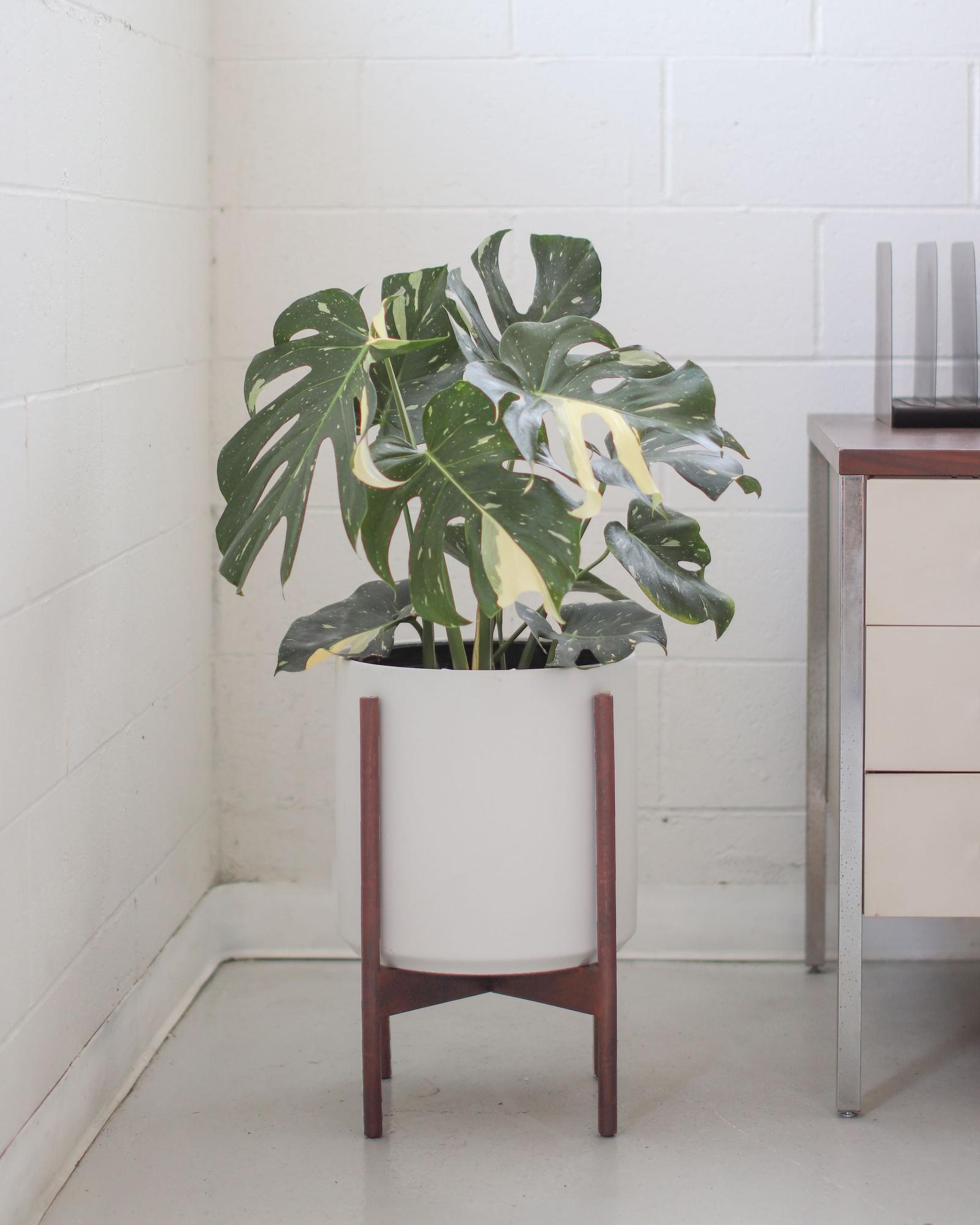 Monstera Thai Constellation Large (3 ft tall) + Mid-Century Pot | Léon ...