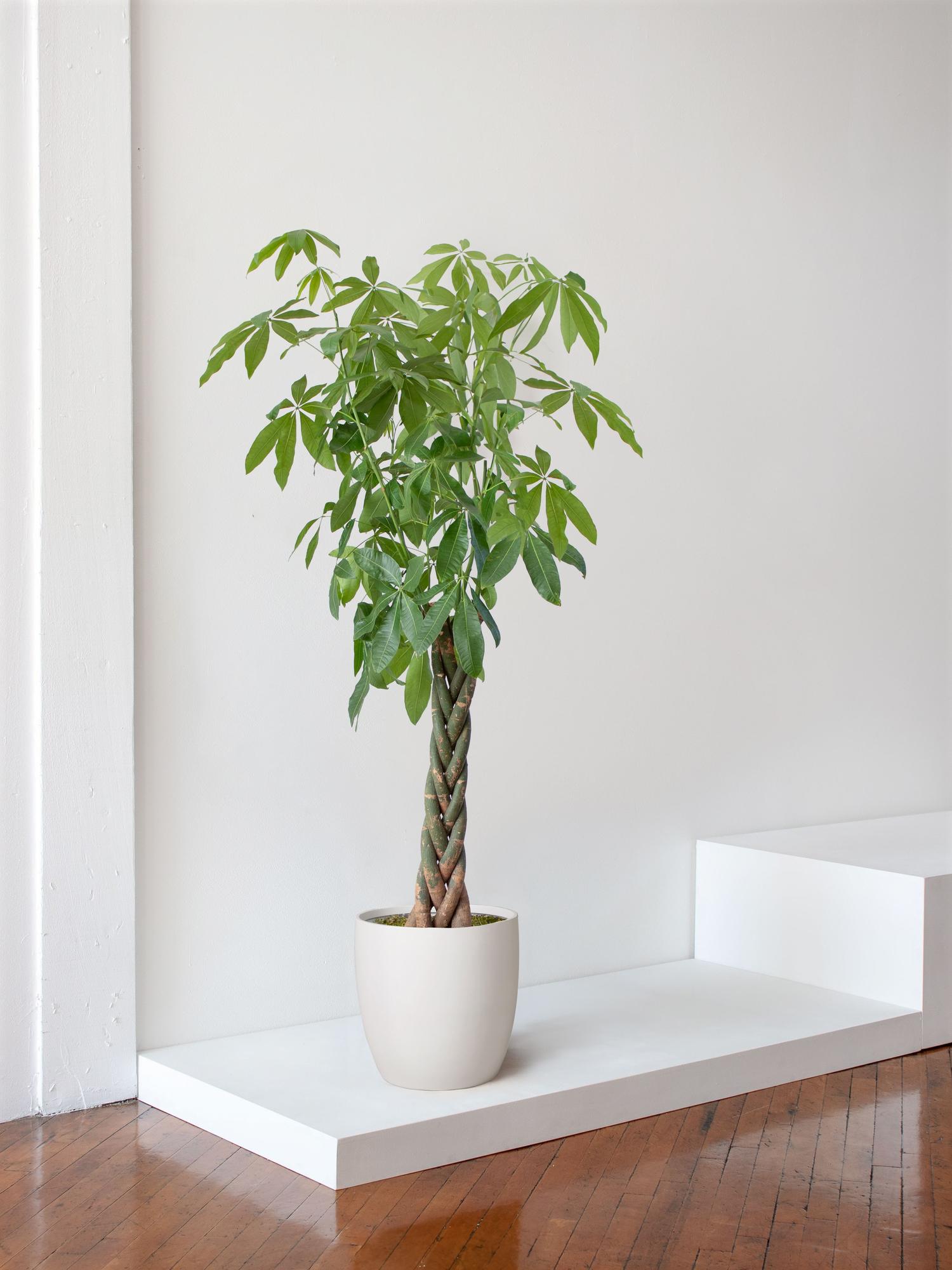 Braided Money Tree With Mediterra Pot Extra Large 5½-6 ft tall, potted ...