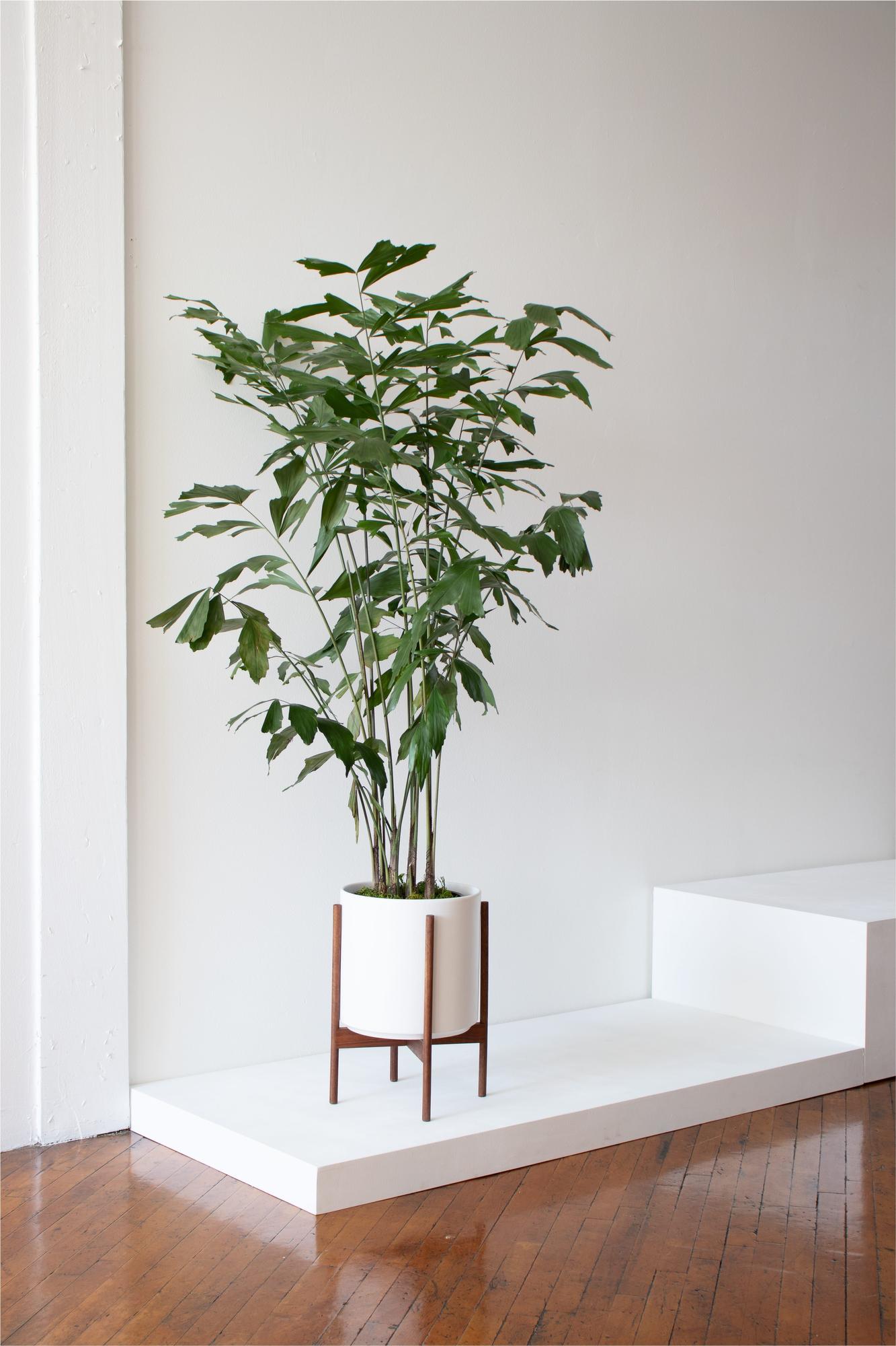 Fishtail Palm Container Fishtail Palm Care