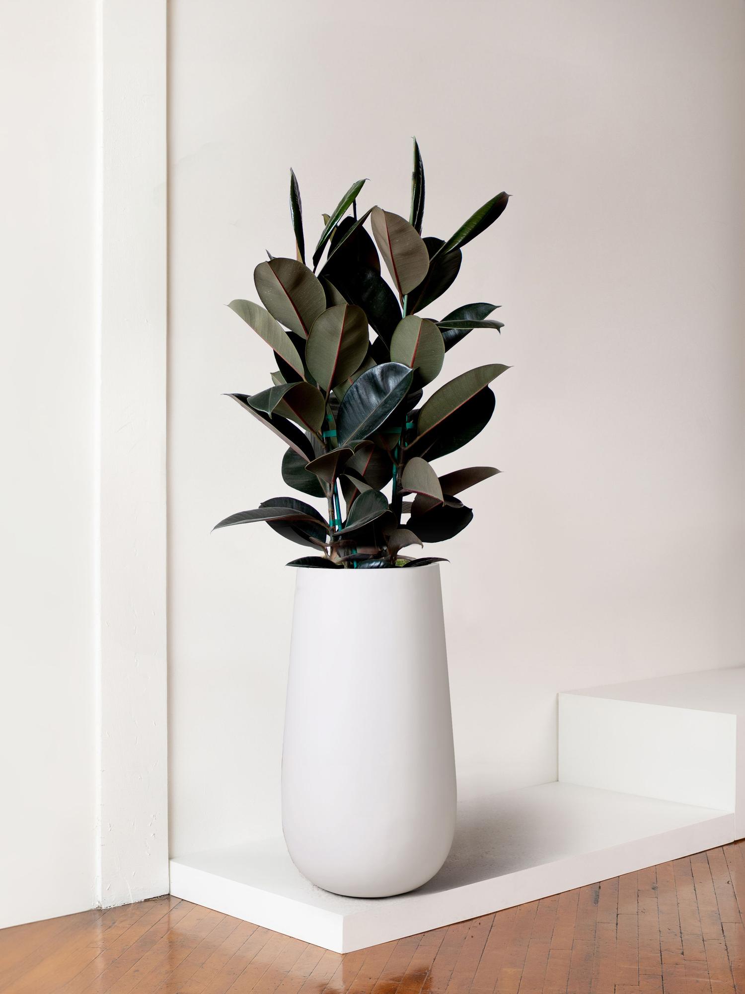 Rubber Tree Extra Large (6 ft tall) – White Flute Pot, potted plant ...