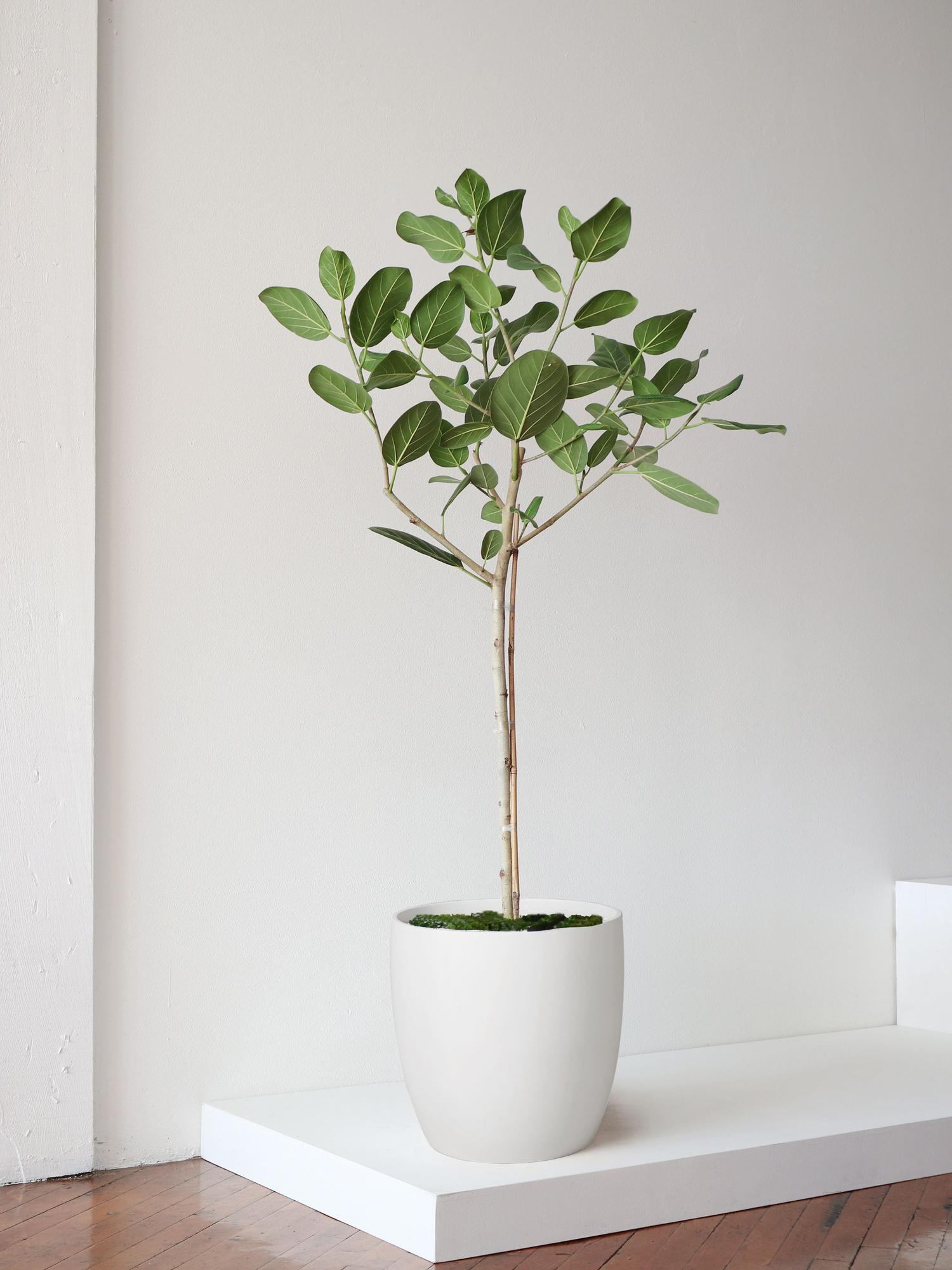 Ficus Audrey Tree With Mediterra Pot Extra Large 5-6 ft tall, potted ...