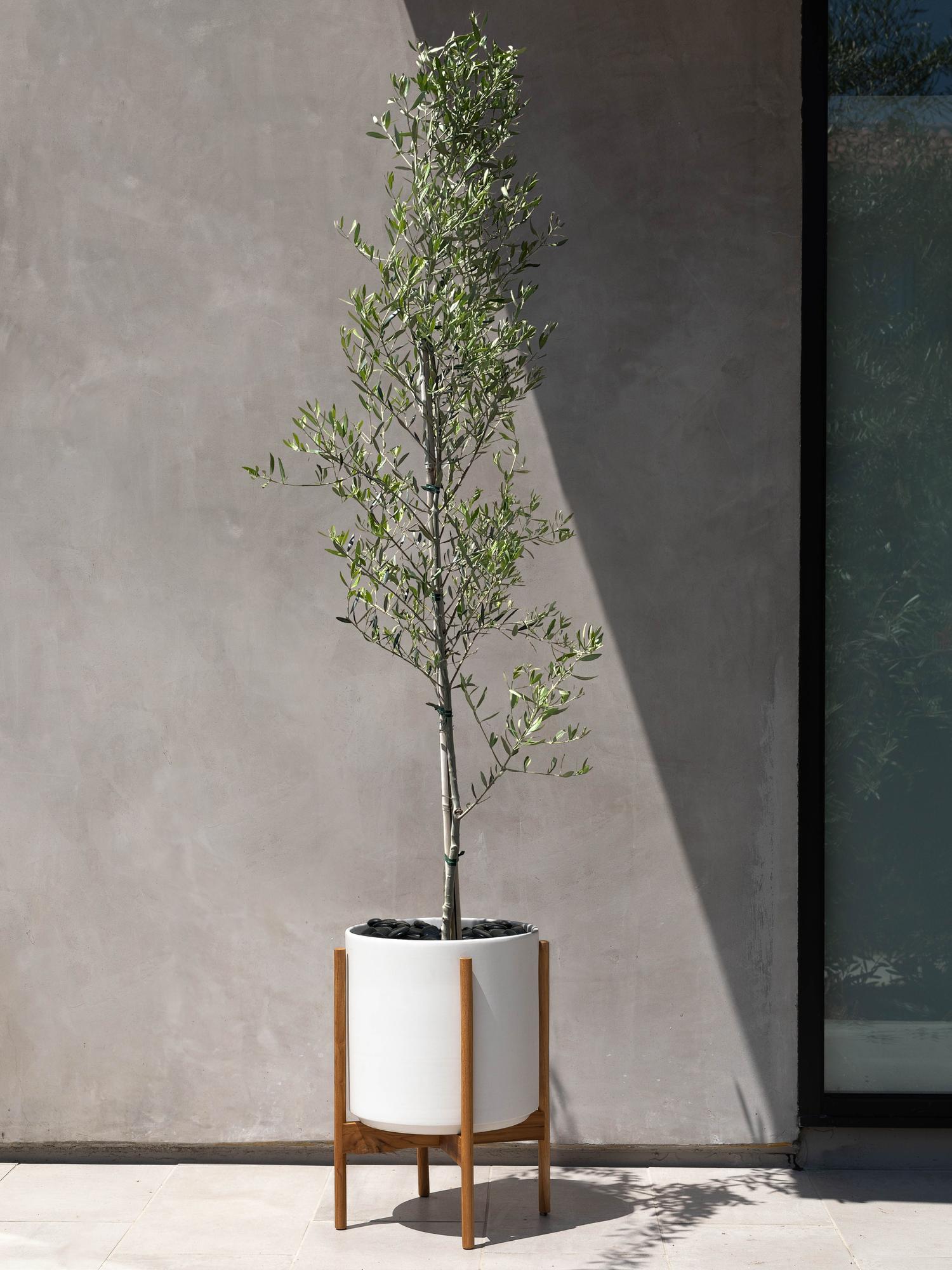Extra Large Olive Tree With Mid-Century Pot, potted plant, shipped by ...