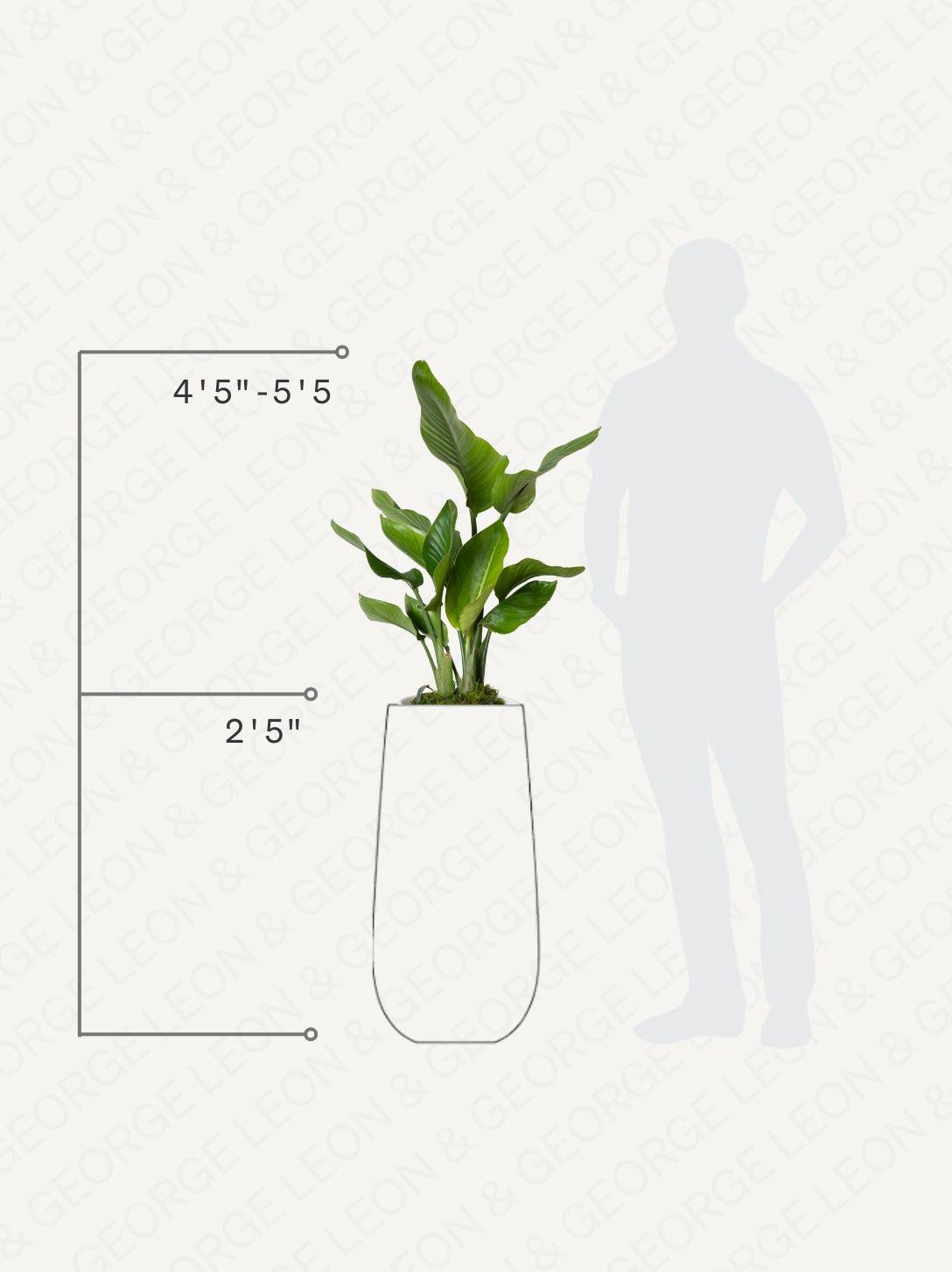 Bird of Paradise Large (4 ½ - 5 ½ ft tall) – White Flute Pot, potted ...