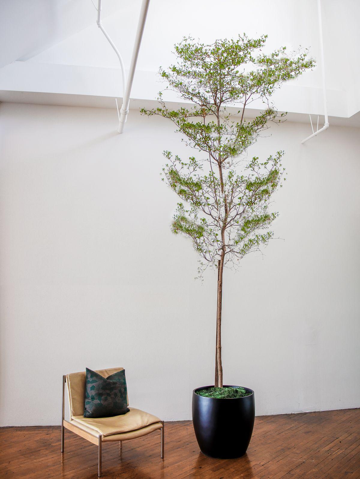 Black Olive Tree With Nursery Pot Xxl 10-12 ft tall, potted plant ...