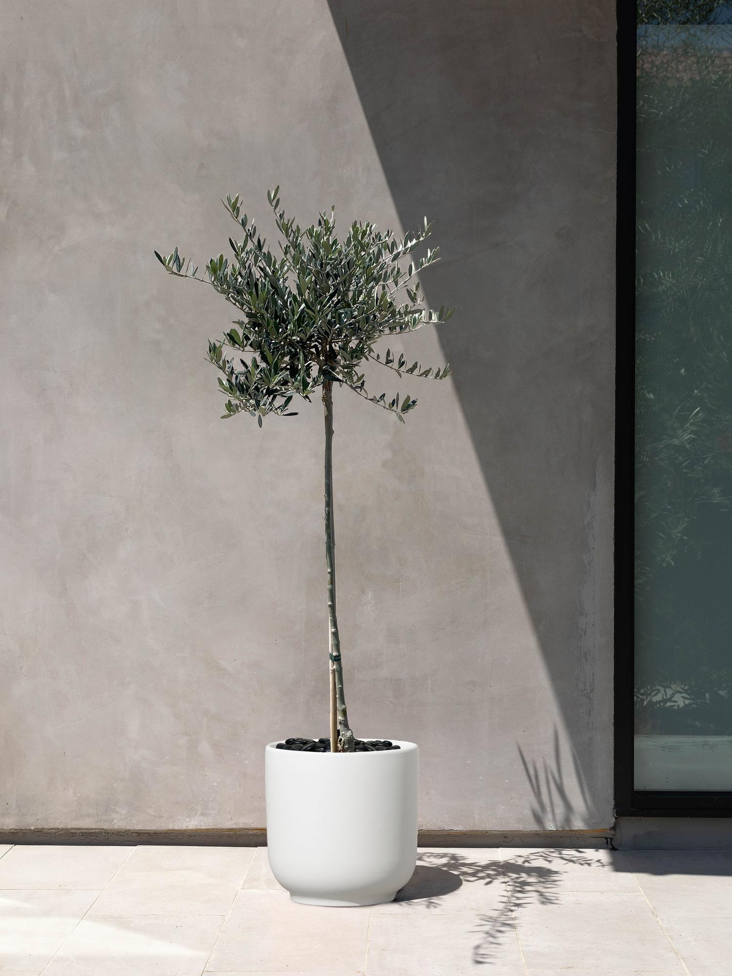 Extra Large Olive Tree without pot, potted plant, shipped by Léon & George