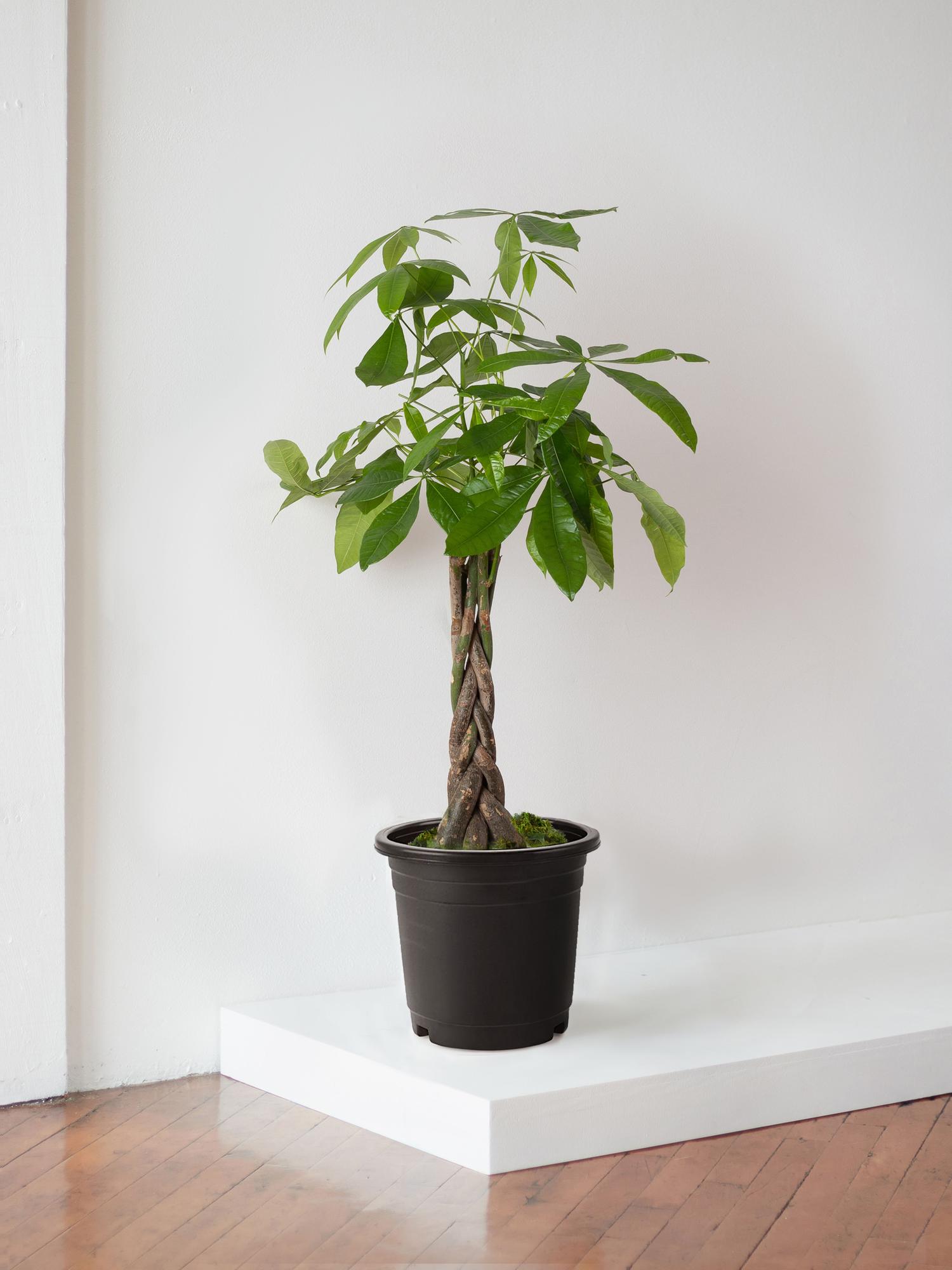 Braided Money Tree Large (2 ½ - 3 ½ ft tall) – No Decorative Pot ...