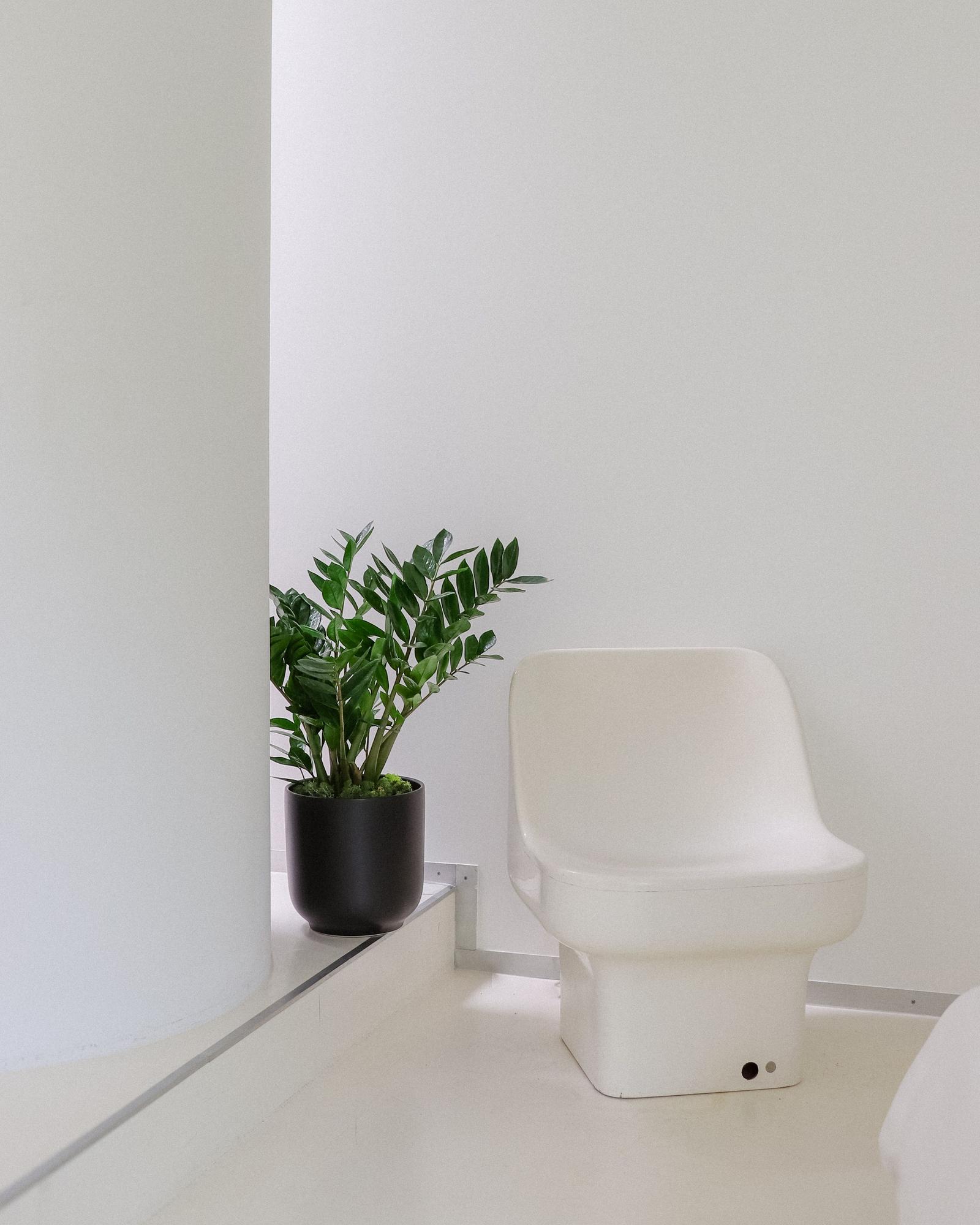 Léon & George | Premium Quality Plants, Delivered Nationwide