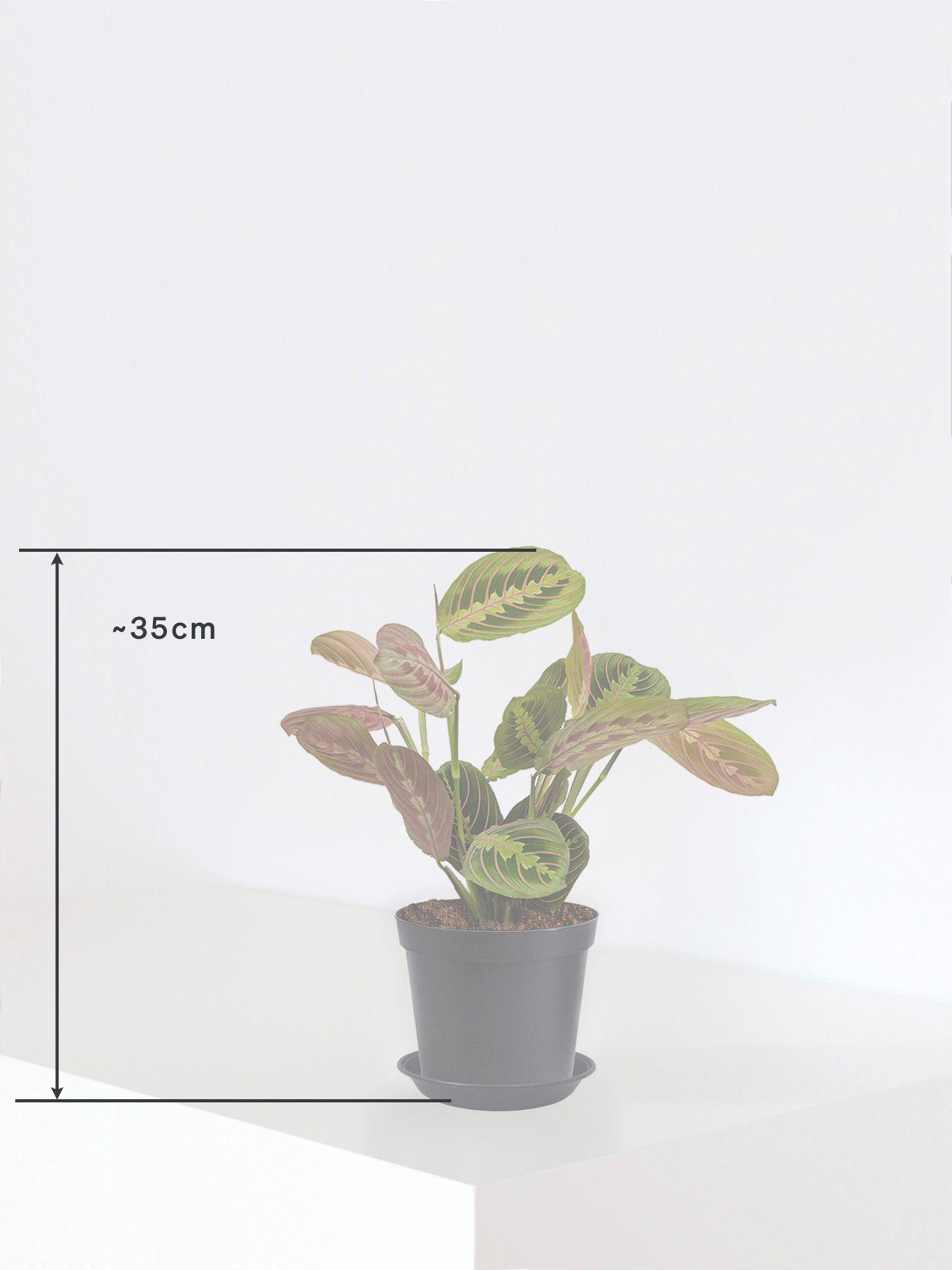 Maranta Small 35cm Nursery – Nursery Pot - S | Premium Indoor Plant ...
