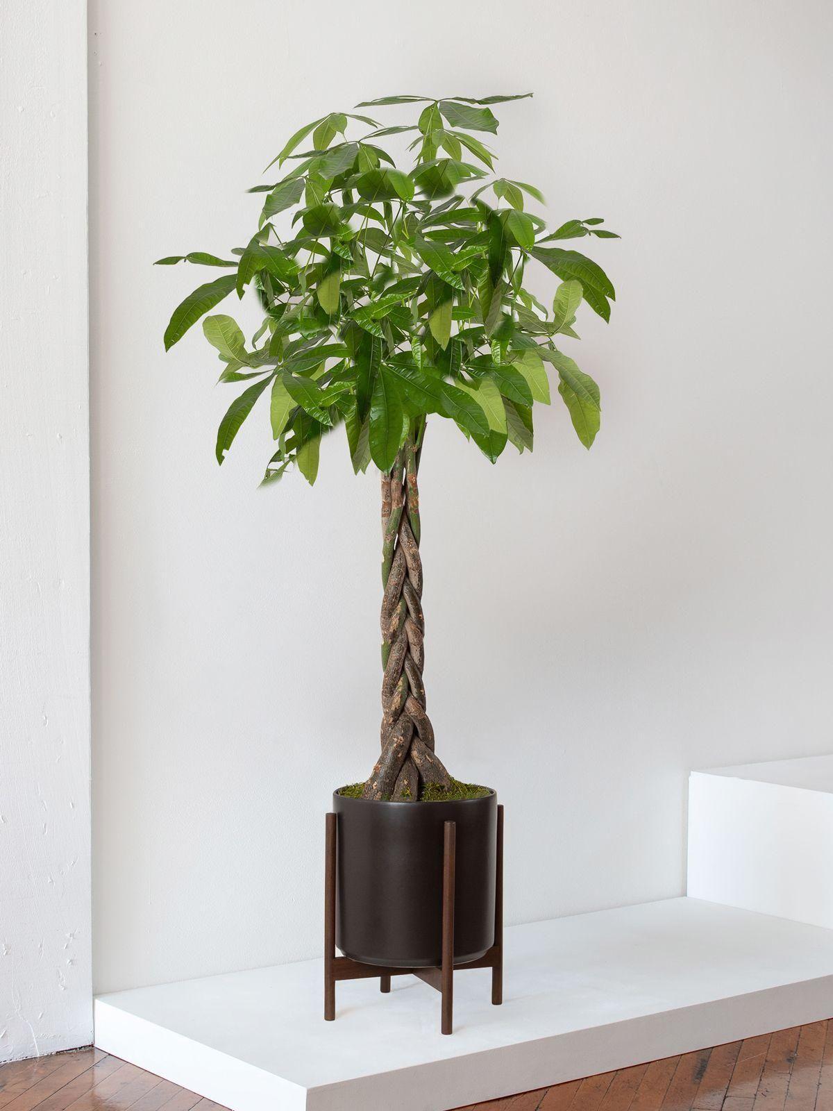 Braided Money Tree Extra Large (5 ½ ft tall) – White Mid-Century ...