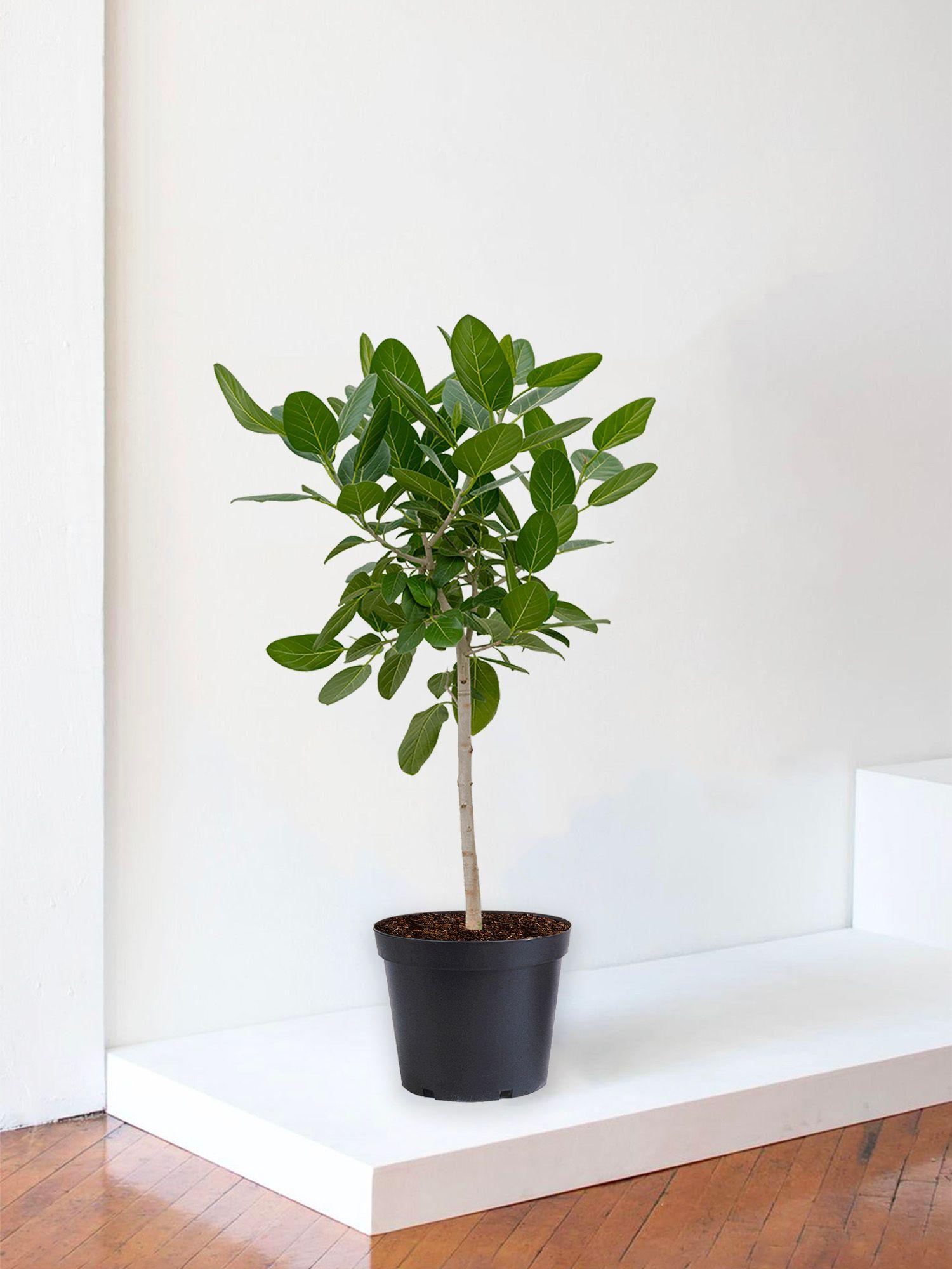 Bengal Fig Tree Extra Large 1m40 Nursery | Premium Indoor Plant ...