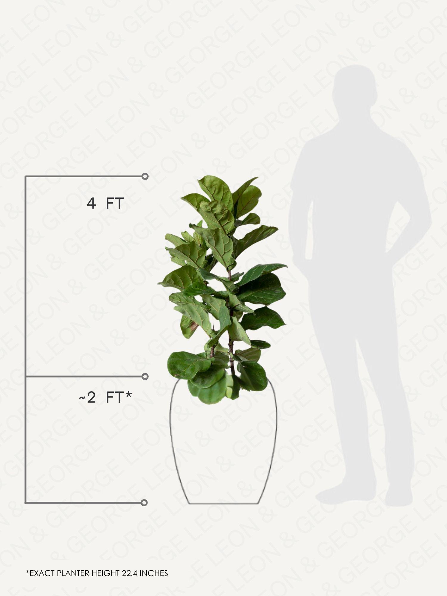 Fiddle Leaf Fig Bush With Calix Pot Large 4 ft tall – White Calix Pot ...
