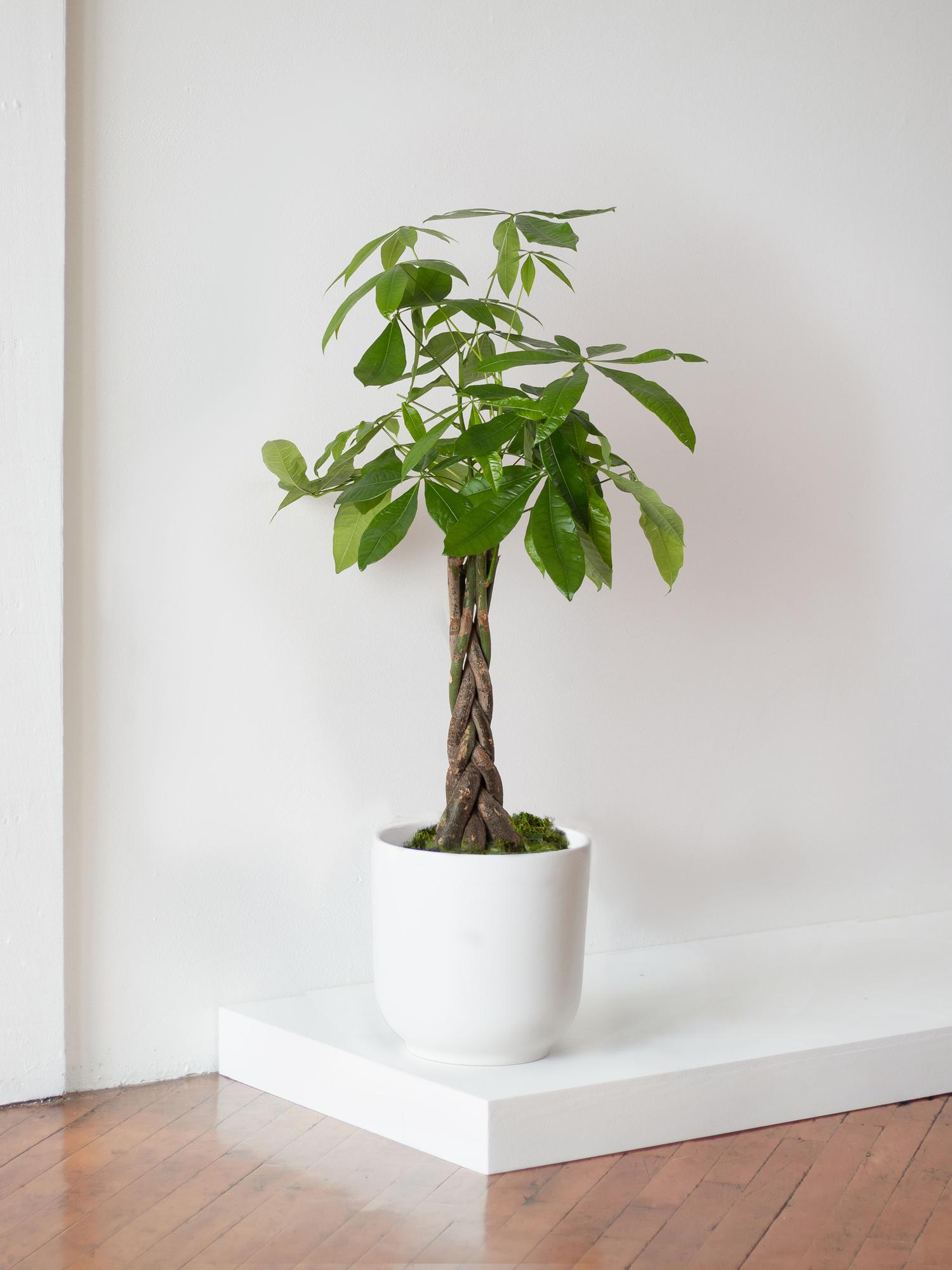 Braided Money Tree With Nouvelle Pot Large 2 ½ - 3 ½ ft tall, potted ...
